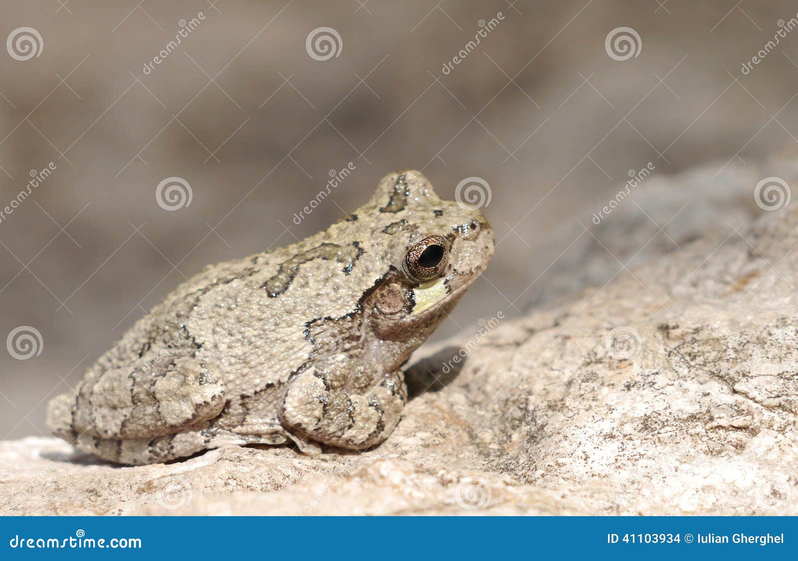 Gray tree frog stock photo. Image of amphibian, black - 41103934