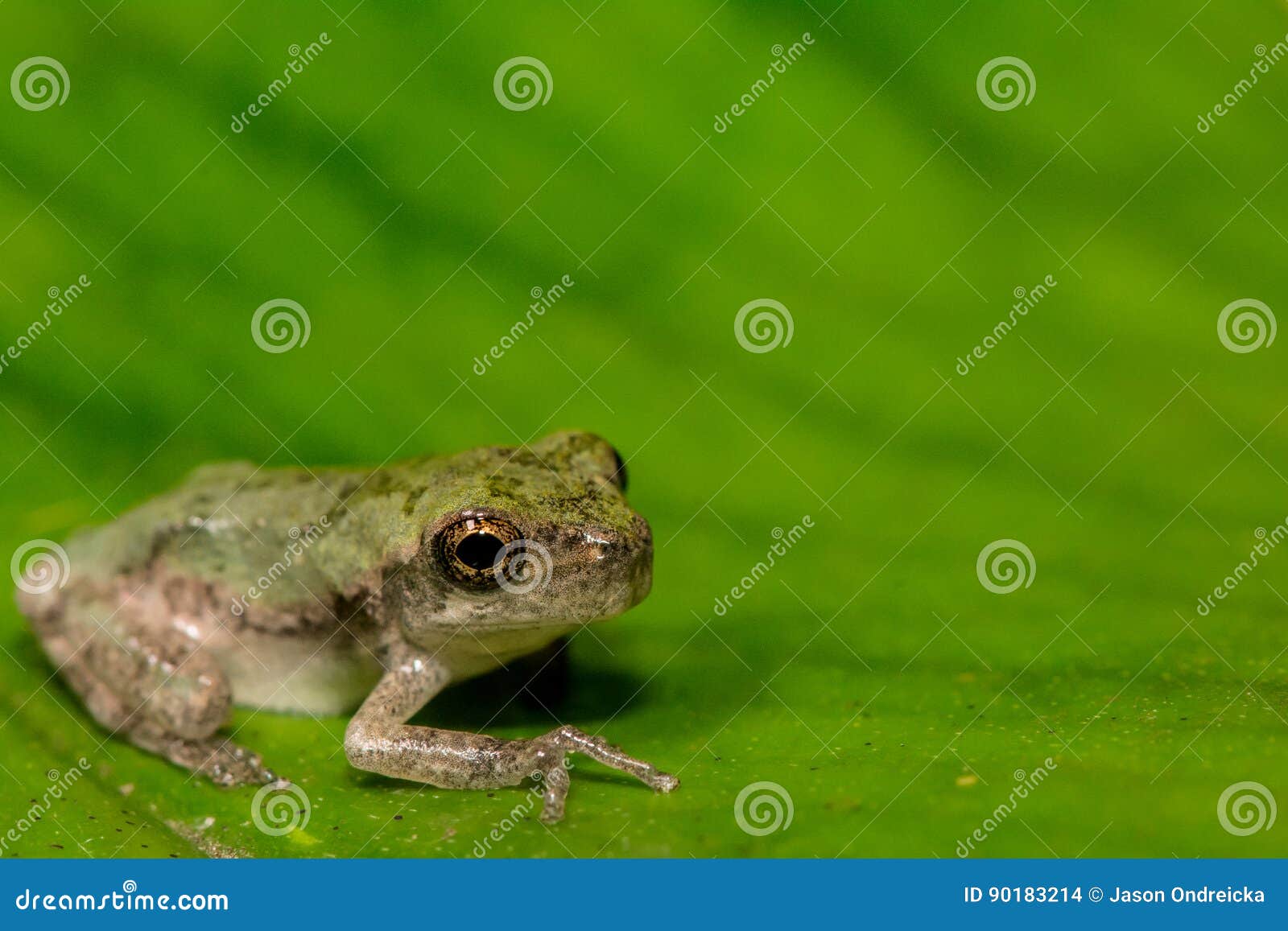 Gray Tree Frog Metamorph stock photo. Image of green - 90183214