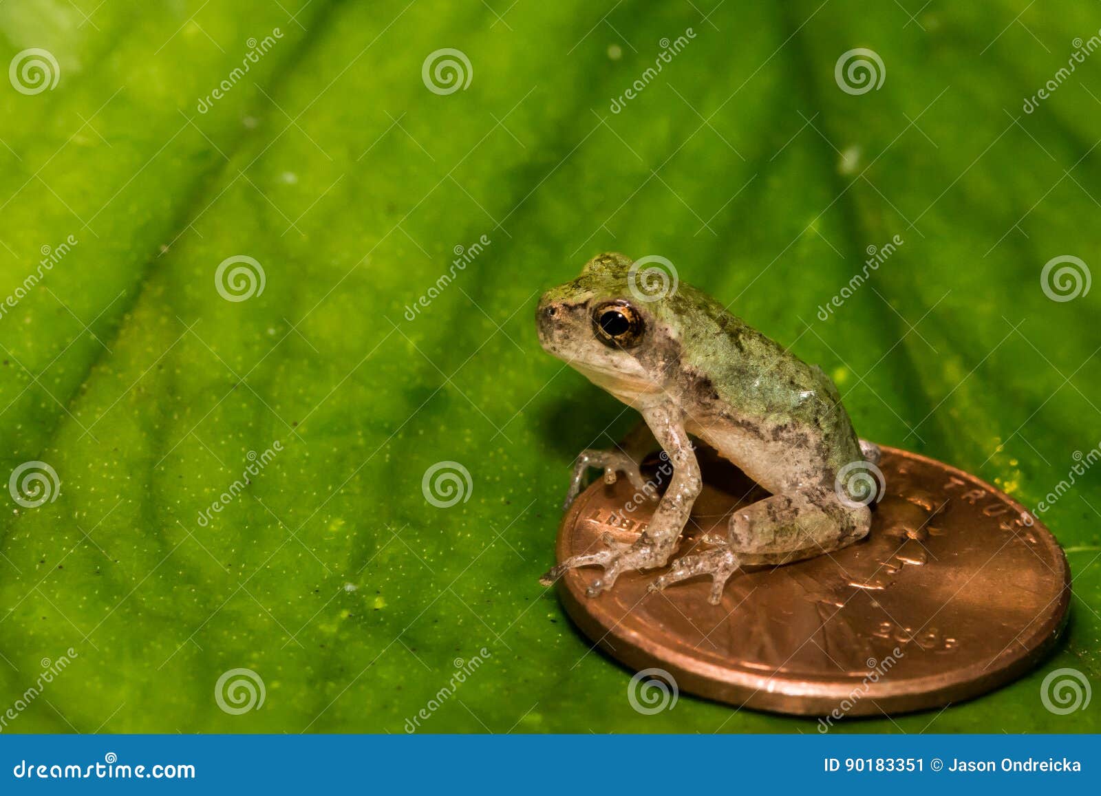 Gray Tree Frog Metamorph stock image. Image of connecticut - 90183351