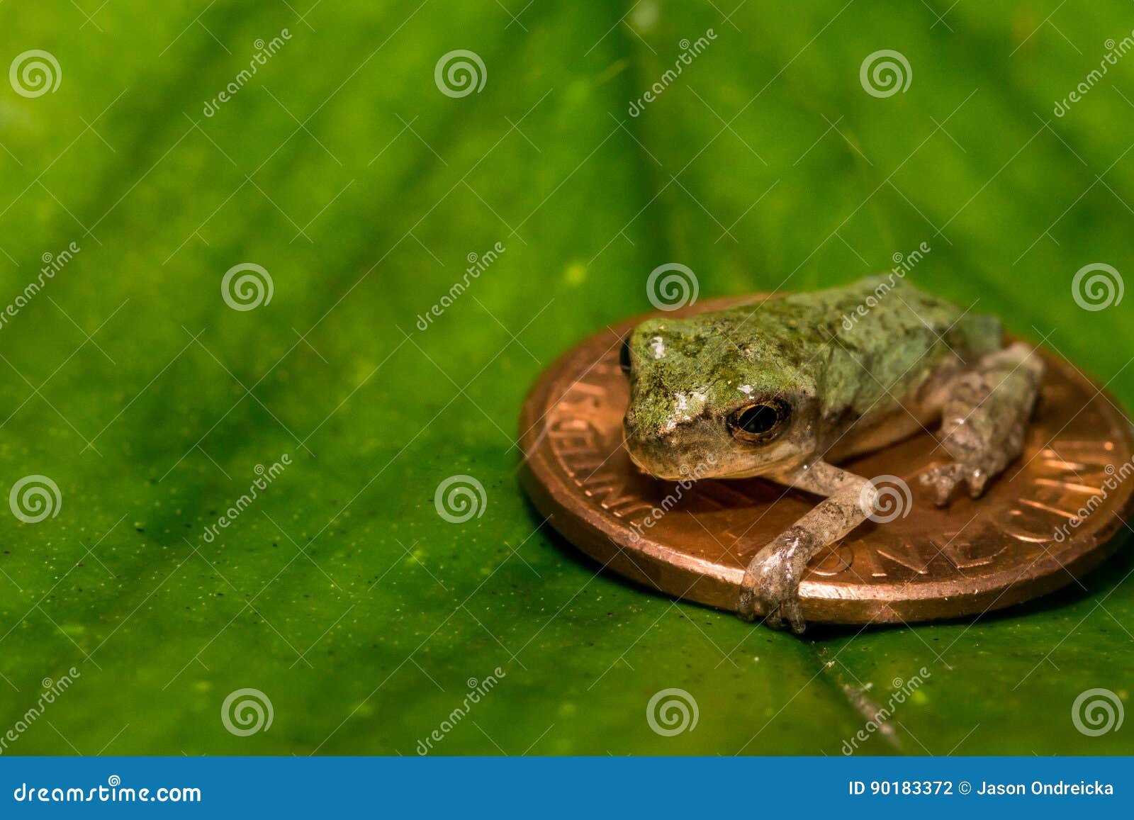 Gray Tree Frog Metamorph stock photo. Image of ecology - 90183372