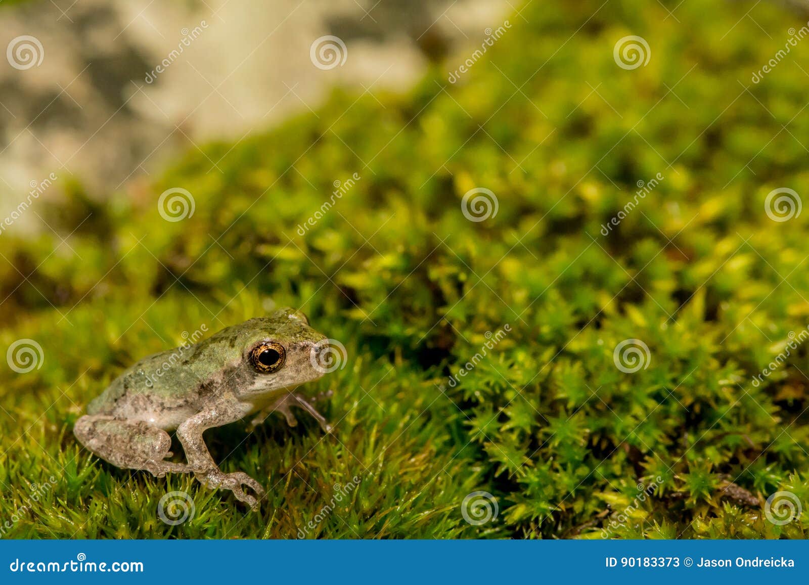 Gray Tree Frog Metamorph stock image. Image of colorful - 90183373