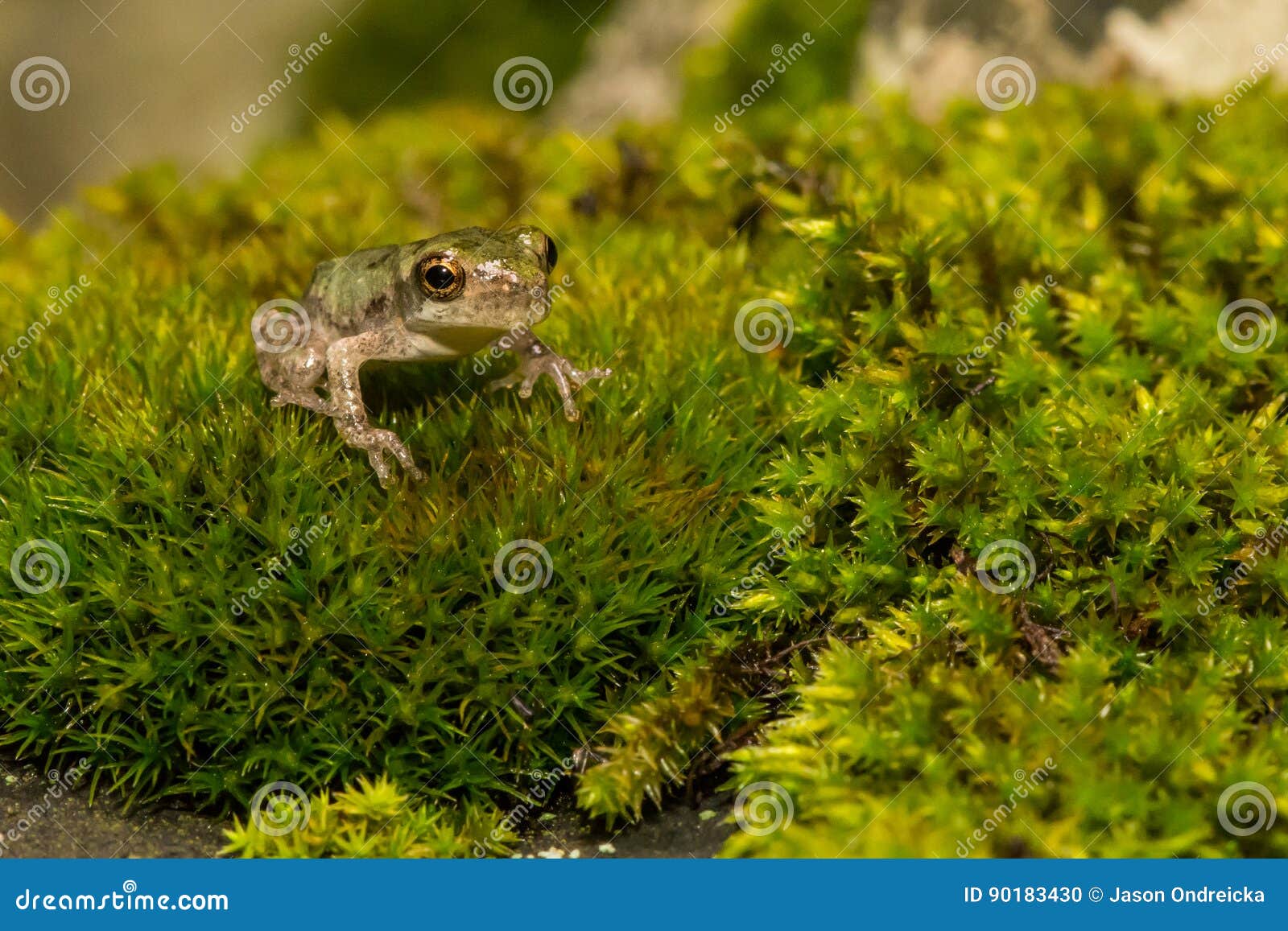 Gray Tree Frog Metamorph stock photo. Image of colorful - 90183430