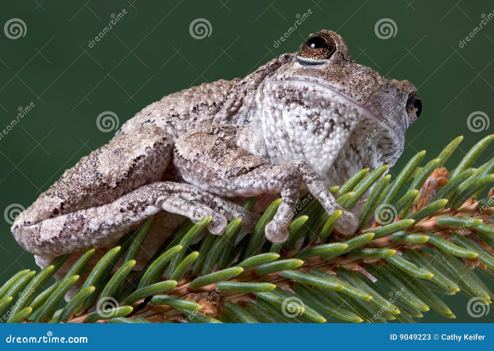 Gray Tree Frog on Pine Branch Stock Image - Image of frog, branch: 9049223