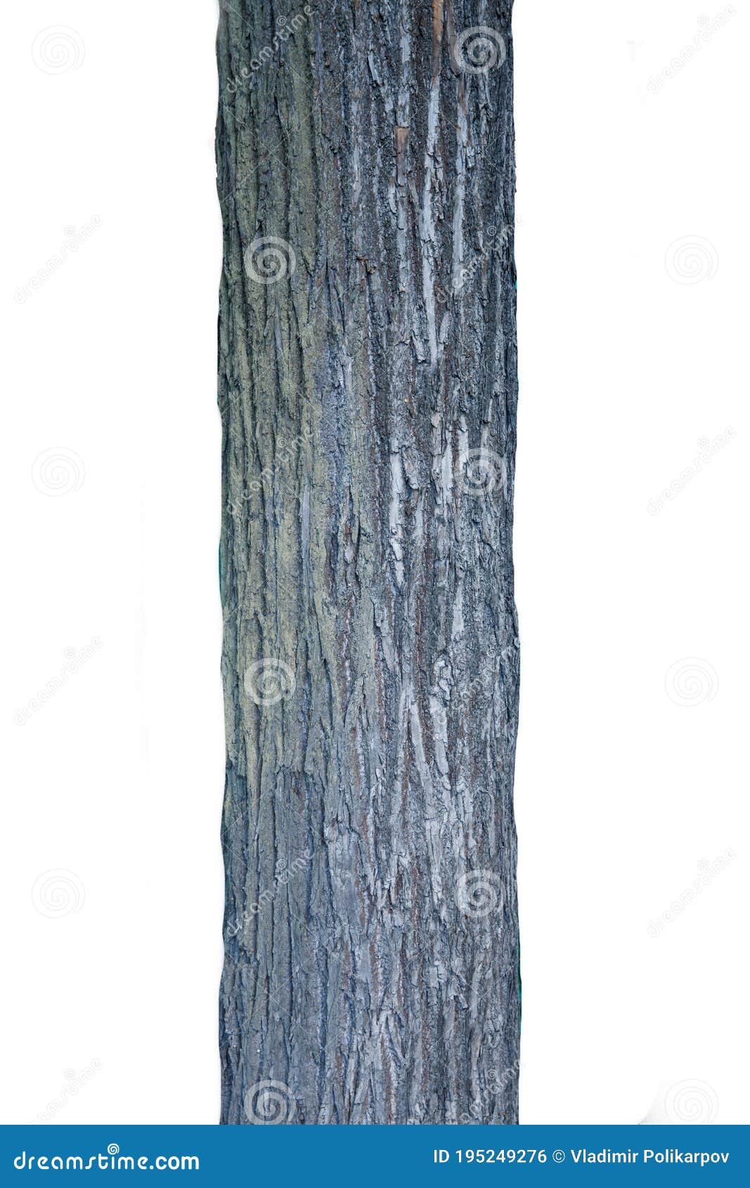 Gray Tree Trunk Isolated on White Background Stock Photo - Image of ...
