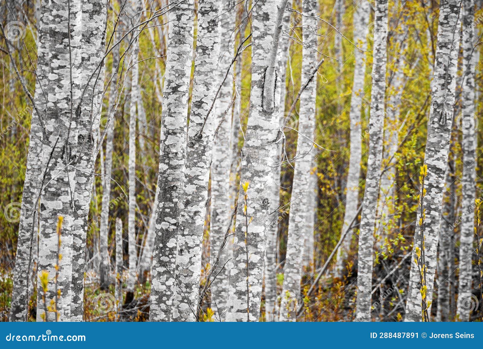 Gray Tree Trunks Against the Background of Green Tree Leaves Stock ...