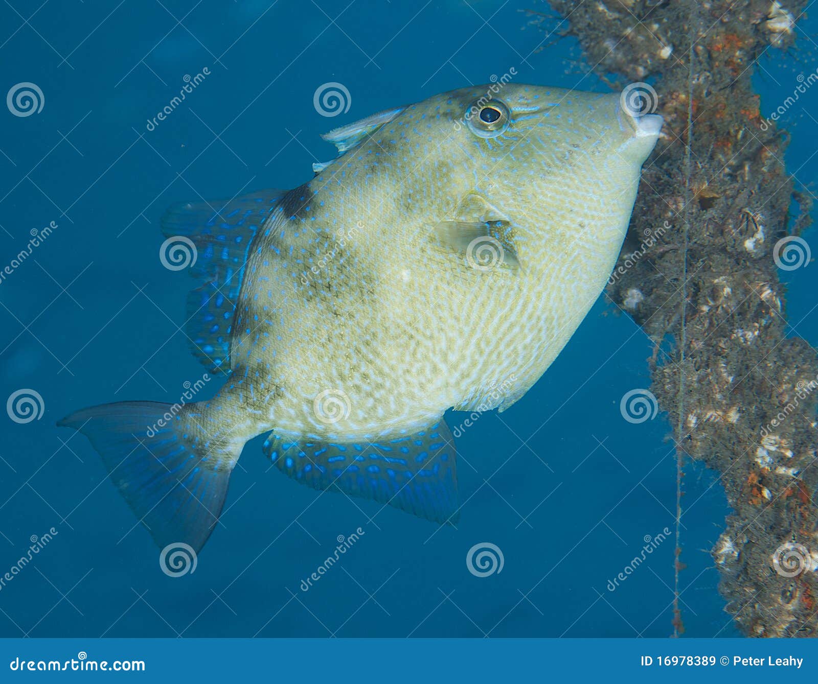 Gray Triggerfish stock image. Image of jawfish, oceanography - 16978389