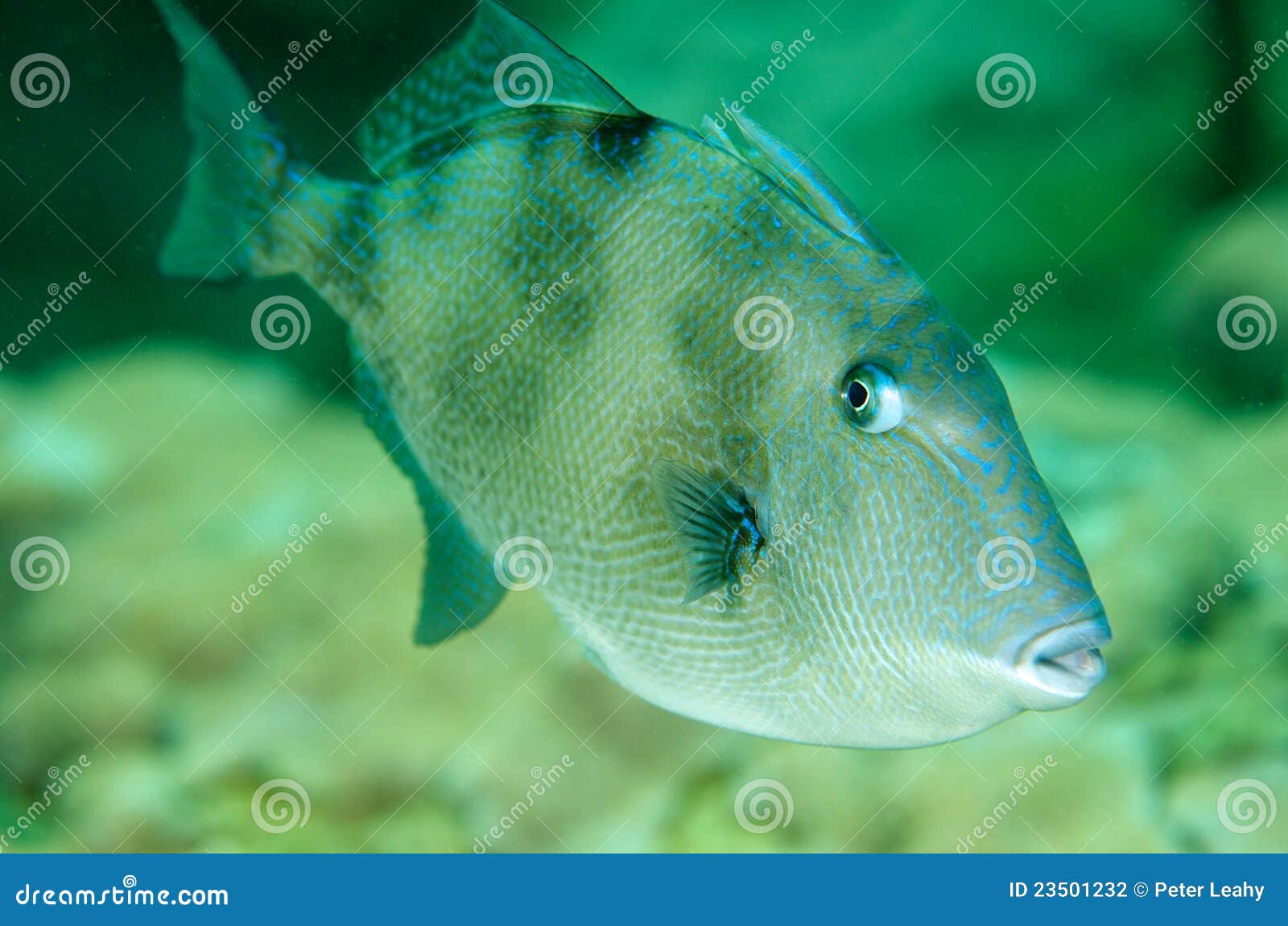 Gray Triggerfish stock photo. Image of fish, school, tropical - 23501232