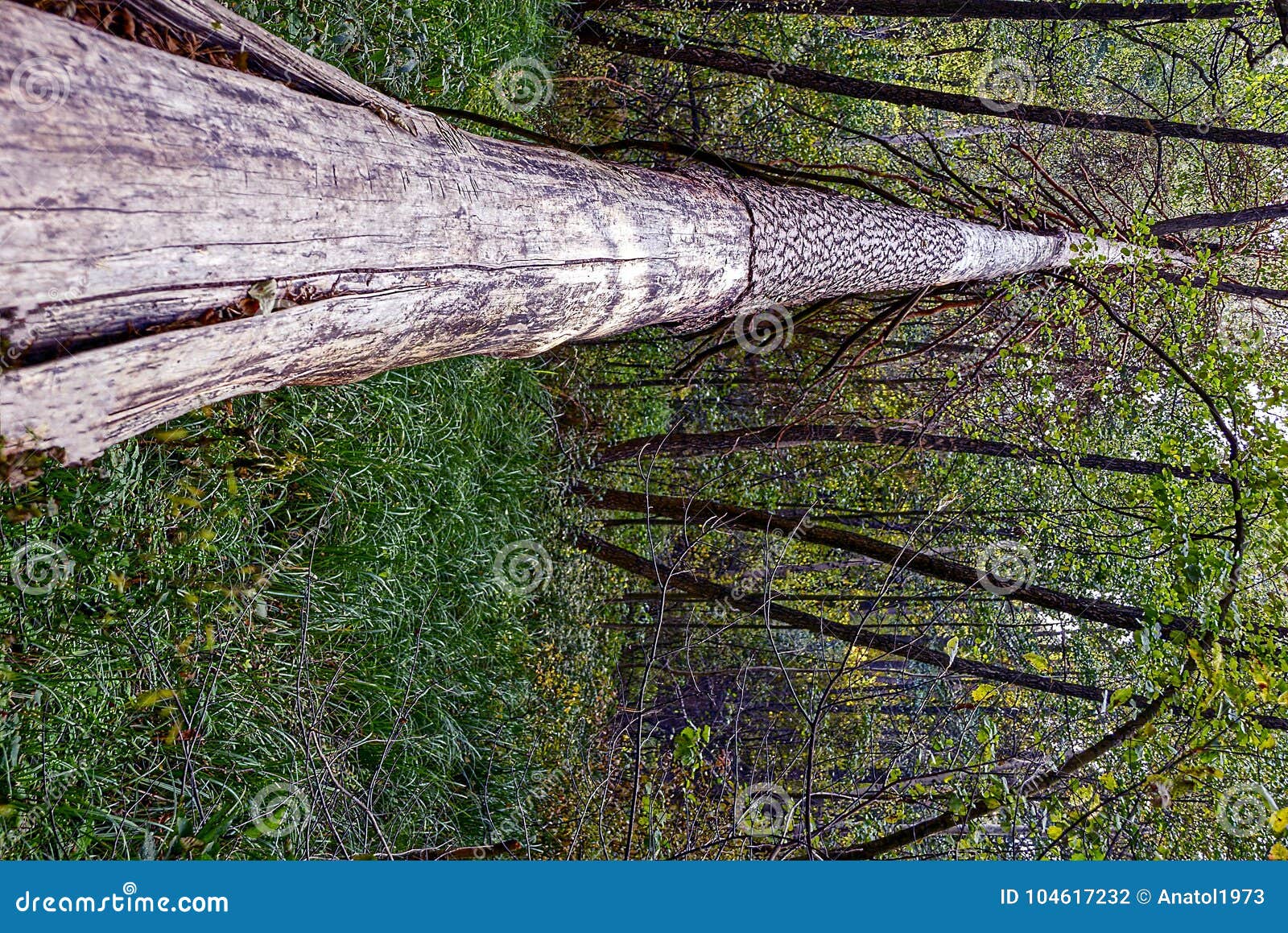 Gray Trunk of a Dry Fallen Tree in a Green Grass in a Forested Forest ...