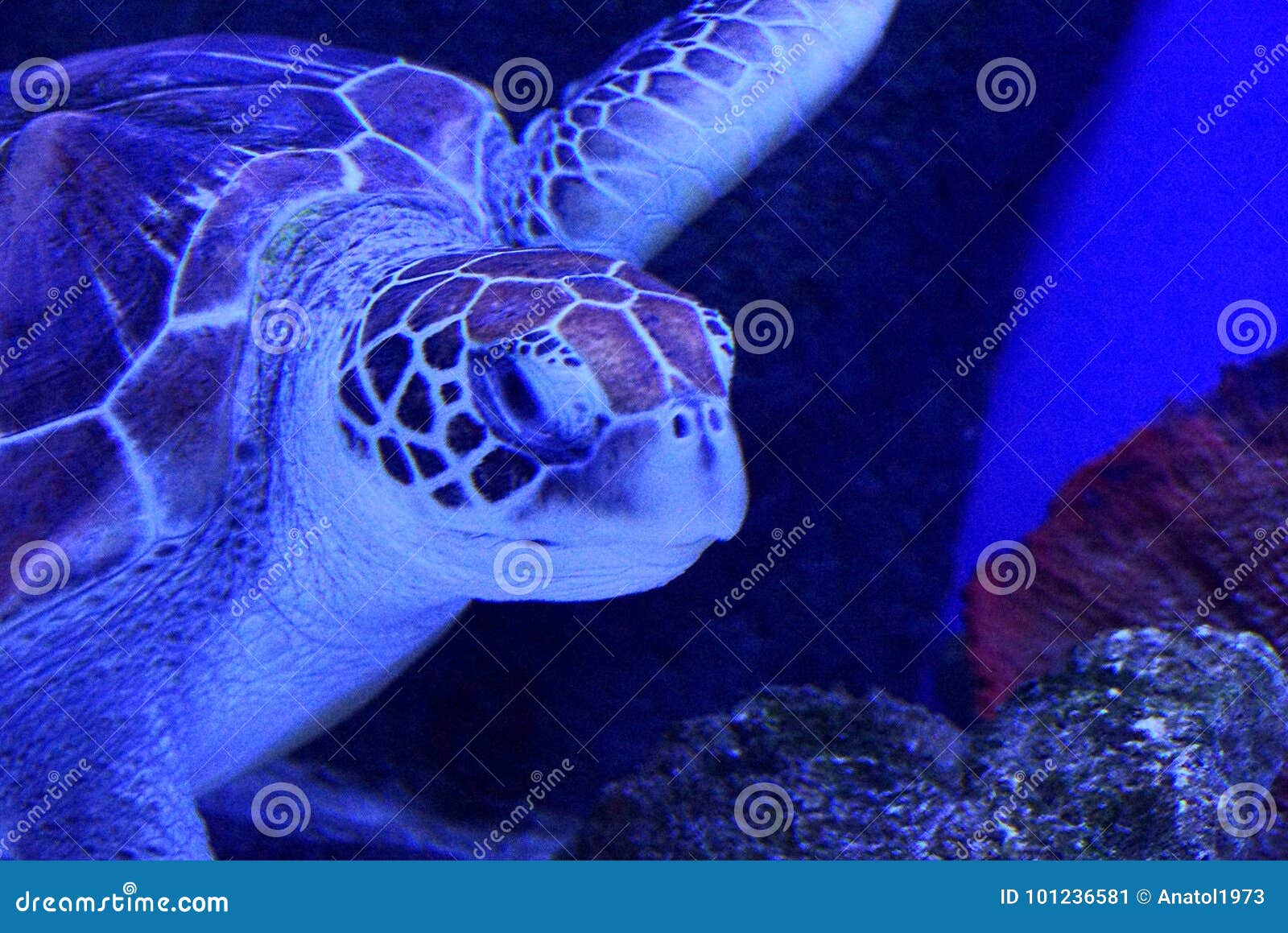 A Large Gray Turtle Swims Under the Water Stock Image - Image of ...
