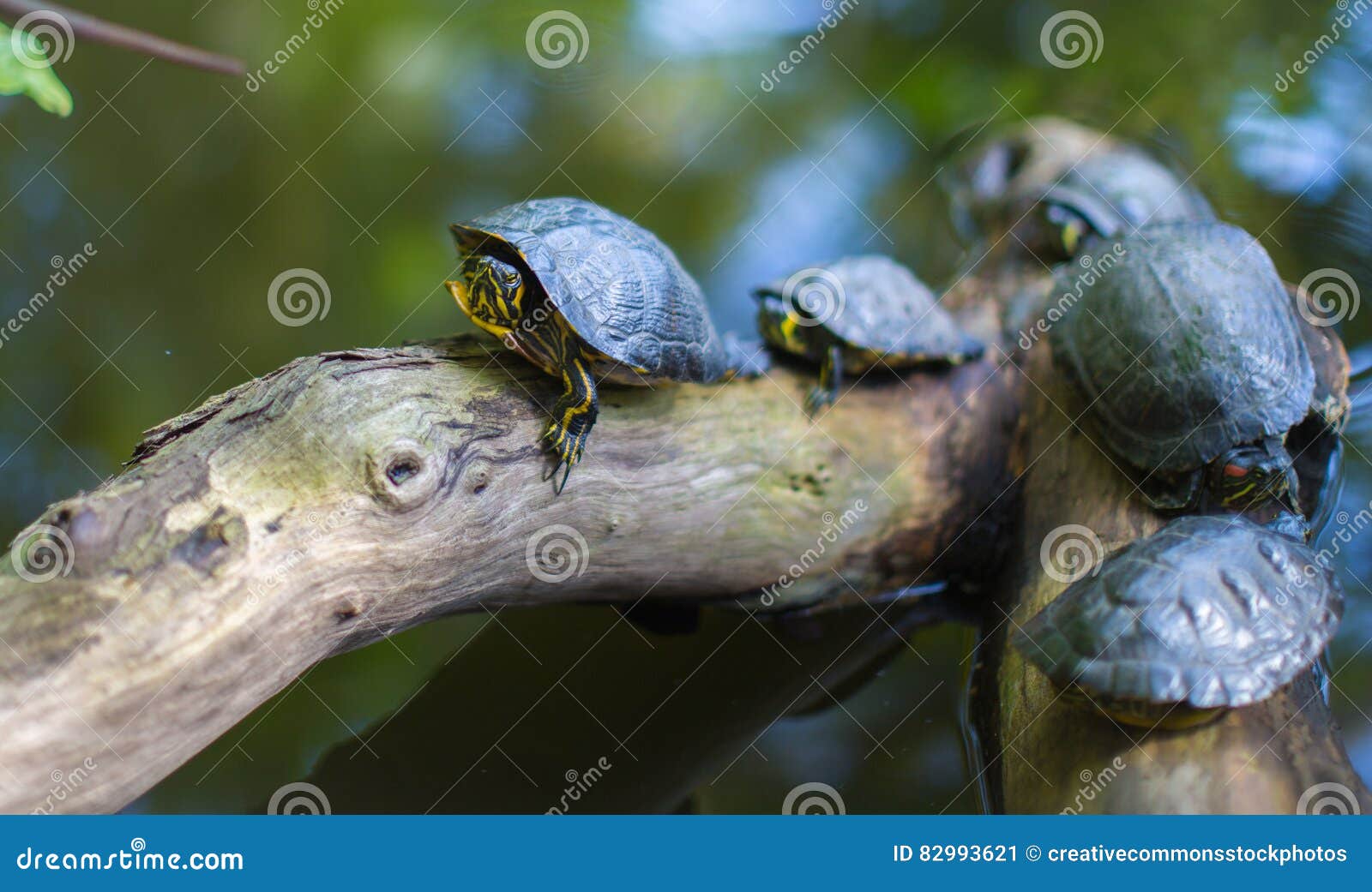 Gray Turtles Crawling On Tree Brunch Picture. Image: 82993621