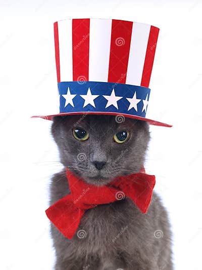 Gray uncle Sam cat stock photo. Image of white, president - 8287030