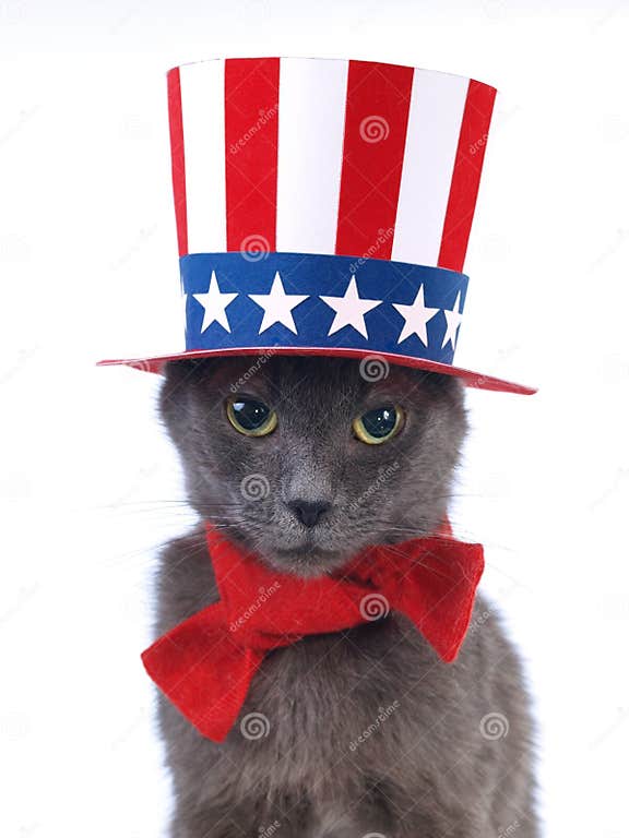 Gray uncle Sam cat stock photo. Image of white, president - 8287030