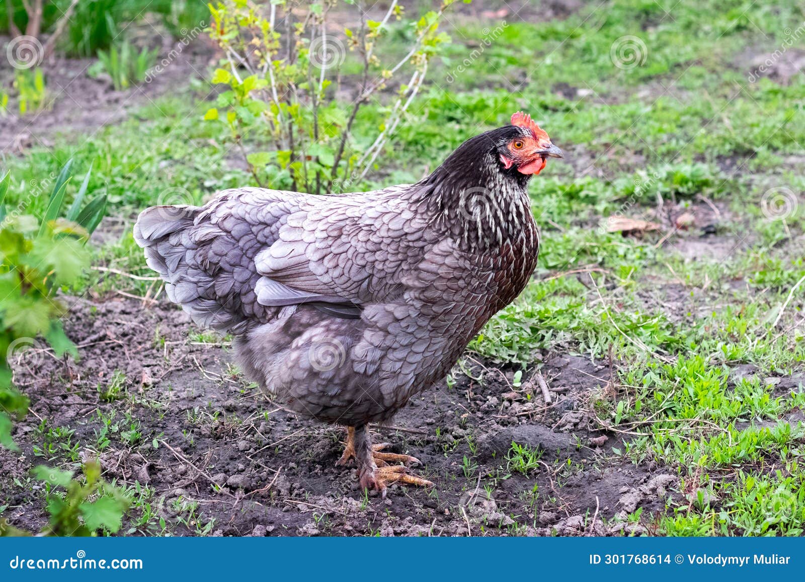 Gray Variegated Chicken in the Garden in Spring Stock Photo - Image of ...