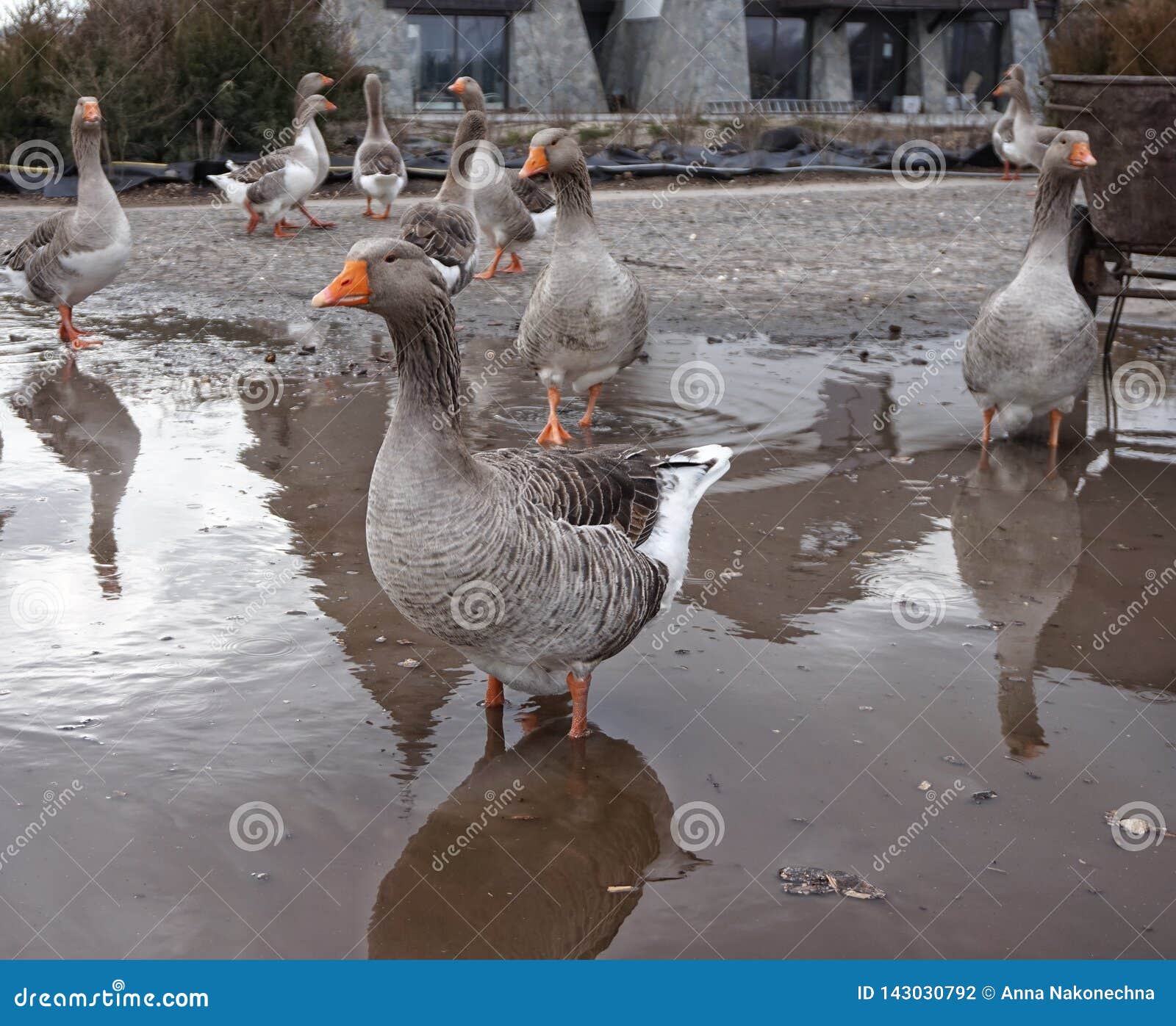 Gray Village Geese in a Puddle. Farming Stock Photo - Image of farming ...