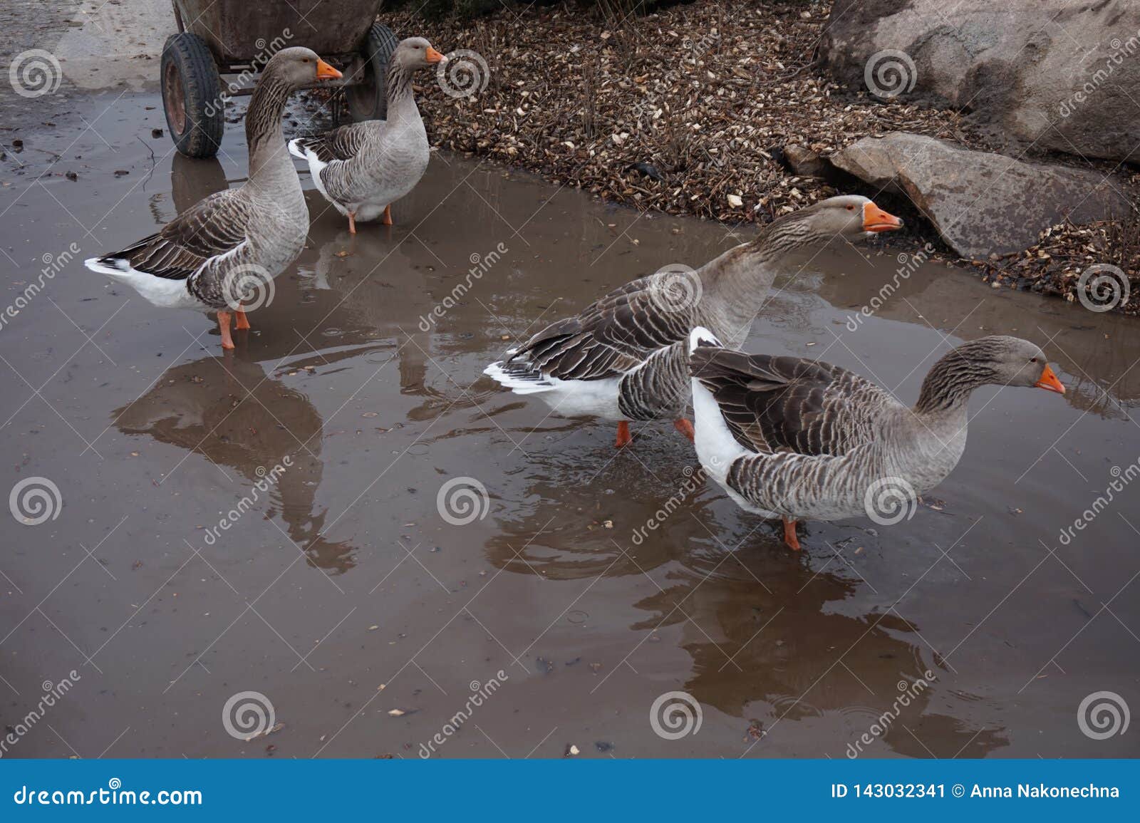 Gray Village Geese in a Puddle. Farming Stock Image - Image of birds ...