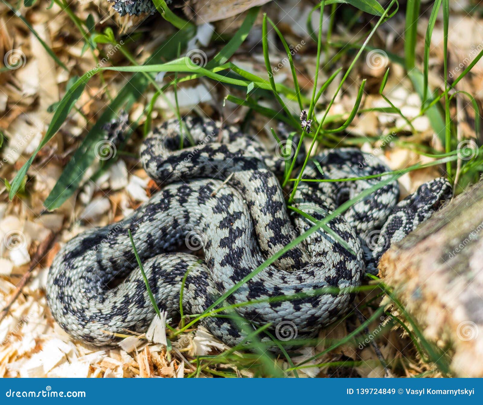 Gray Viper stock image. Image of fear, scales, list - 139724849