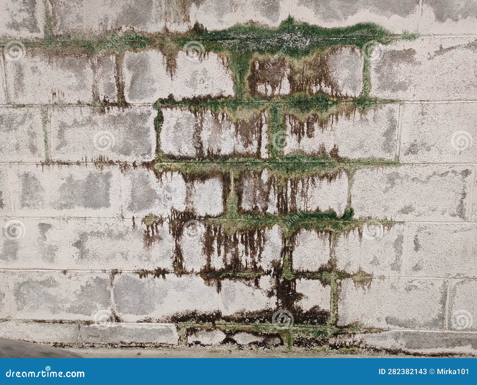 Gray Wall with Mold and Moss Stock Image - Image of muro, moss: 282382143