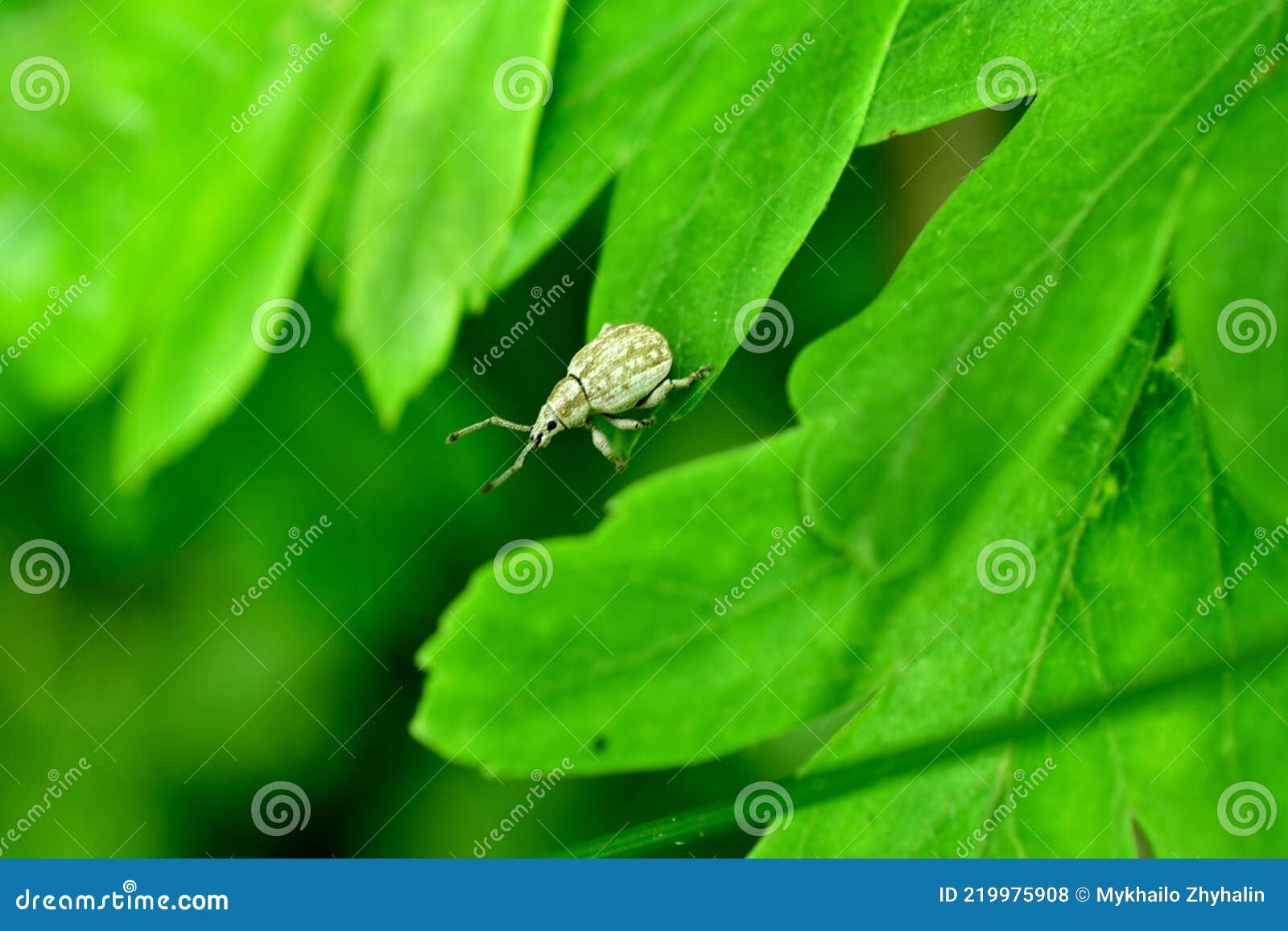 A Gray Weevil Beetle Hid in the Grass. Stock Photo - Image of biology ...