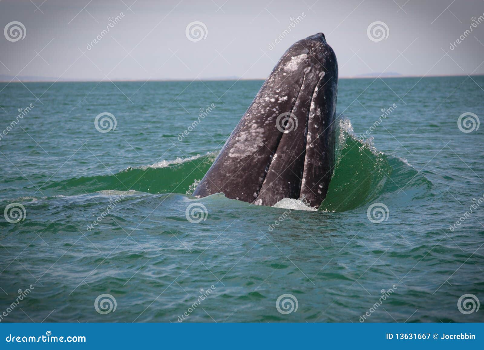 Gray whale falling. stock image. Image of barnacles, breech - 13631667
