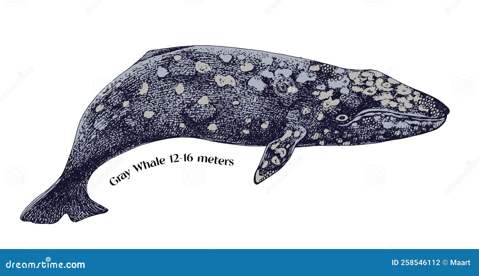 Gray Whale Hand Draw Illustration Stock Vector - Illustration of ...