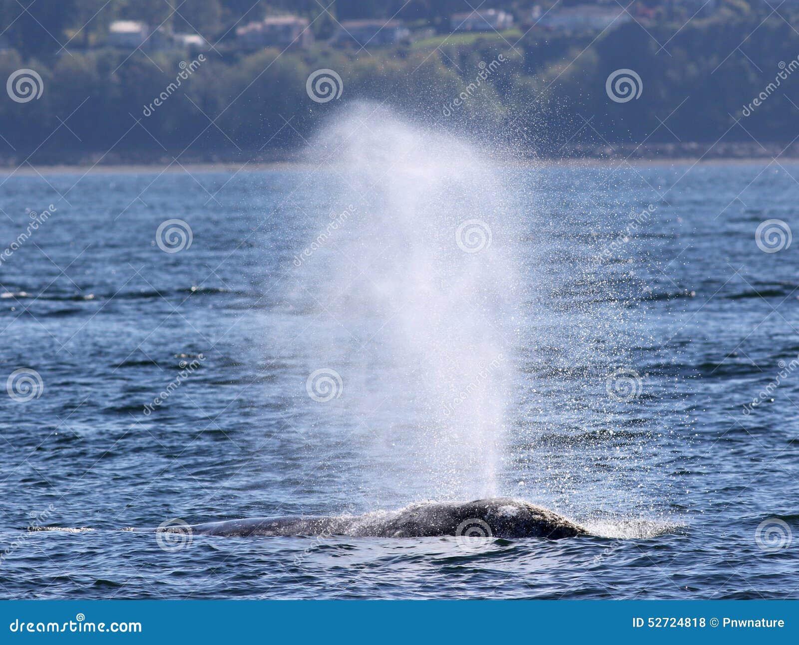 Gray Whale Spouting in the Sunshine Stock Photo - Image of robustus ...