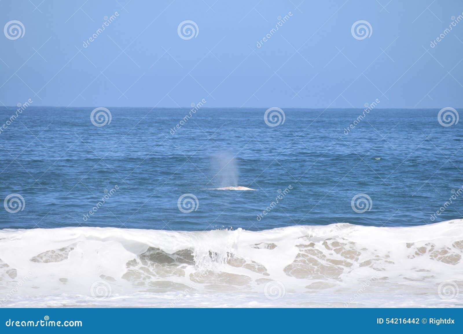 Gray Whale Spouts Offshore foto de archivo. Imagen de gris - 54216442