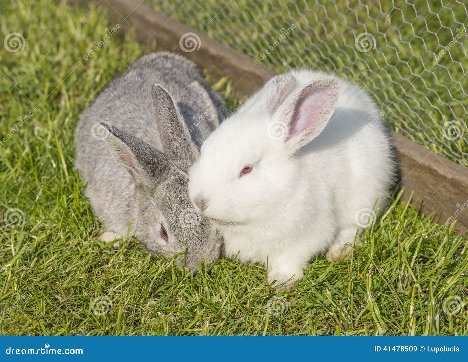 Gray and White Albino Rabbit Stock Image - Image of animal, nature ...