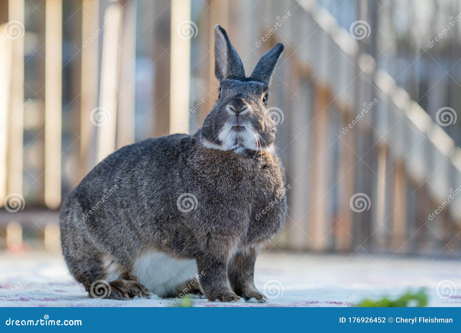 Gray and White Bunny Rabbit Standing on Deck in Soft Muted Light Stock ...