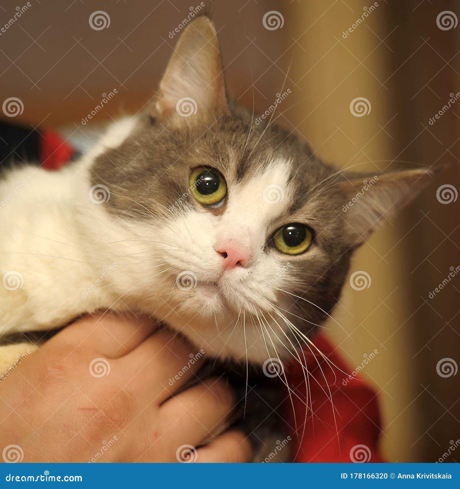 Gray with a White Cat in Arms Stock Photo - Image of indoors, deadly ...
