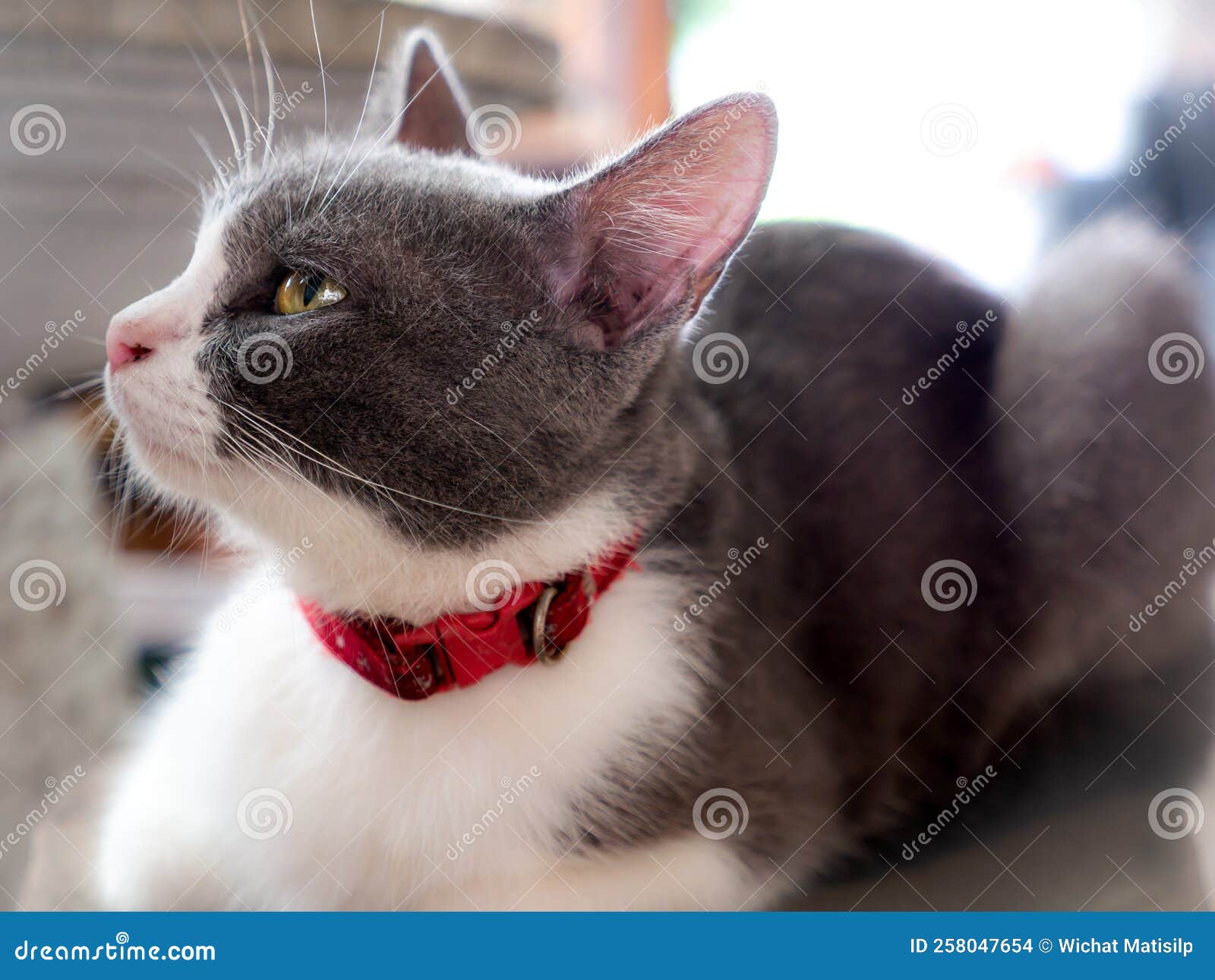 Gray White Cat Facing the Top Left Side and Lying Stock Photo - Image ...