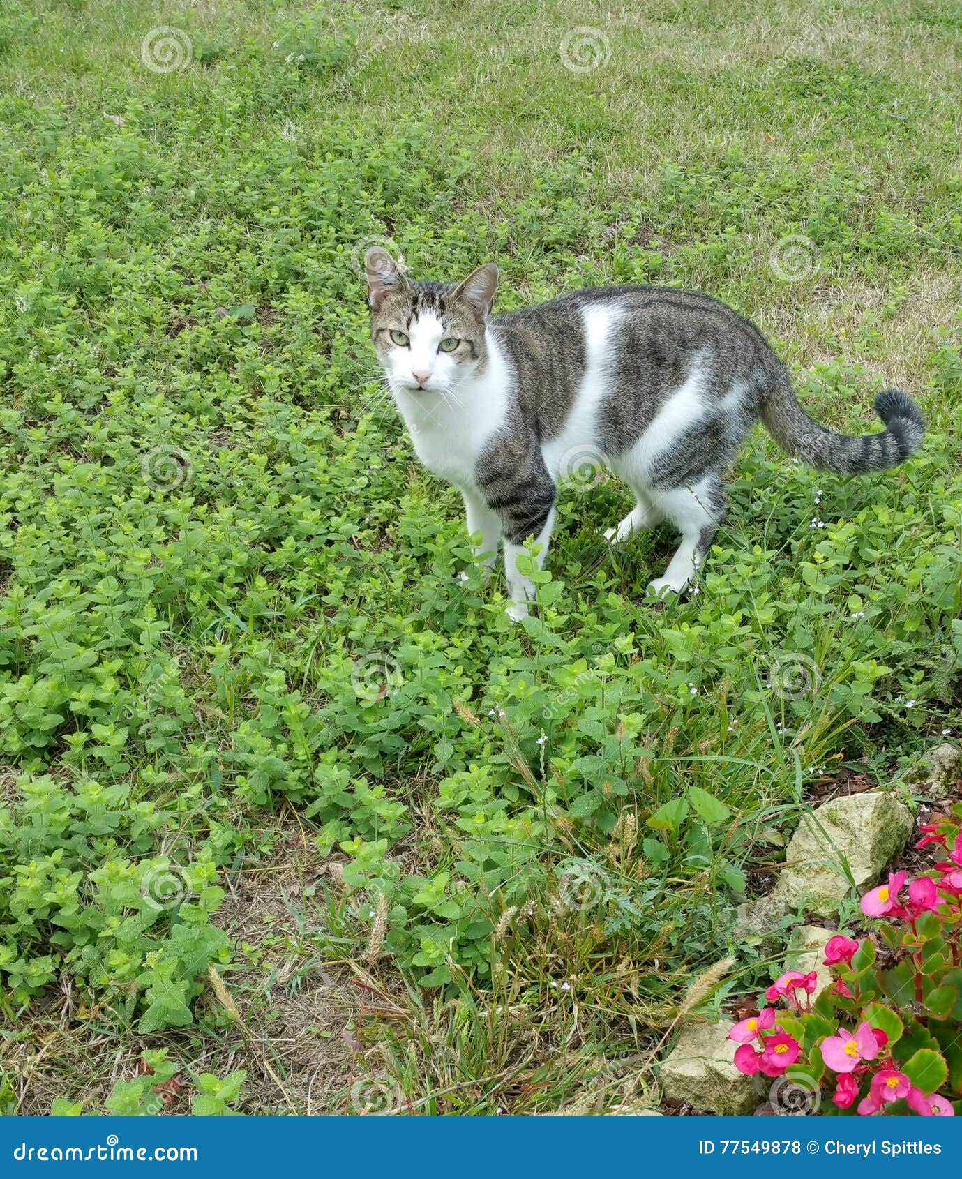 Gray and White Cat Looking into Camera Stock Photo - Image of purr ...