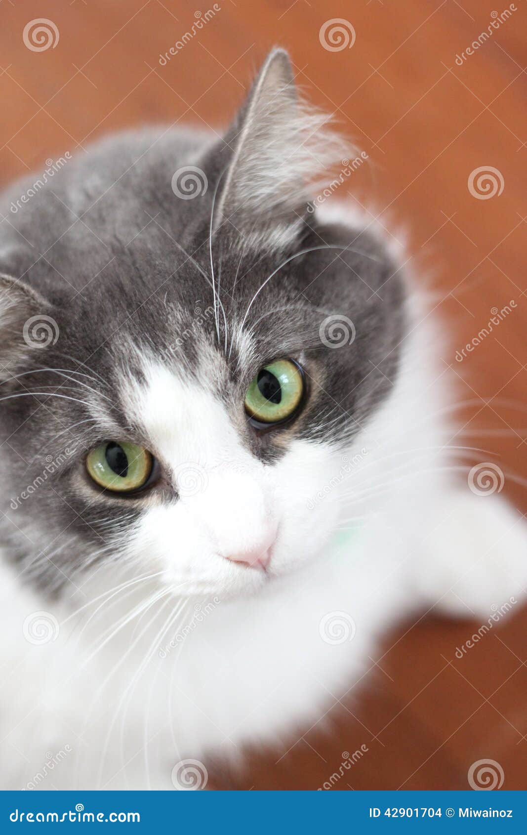 A Gray and White Cat stock photo. Image of beautiful - 42901704