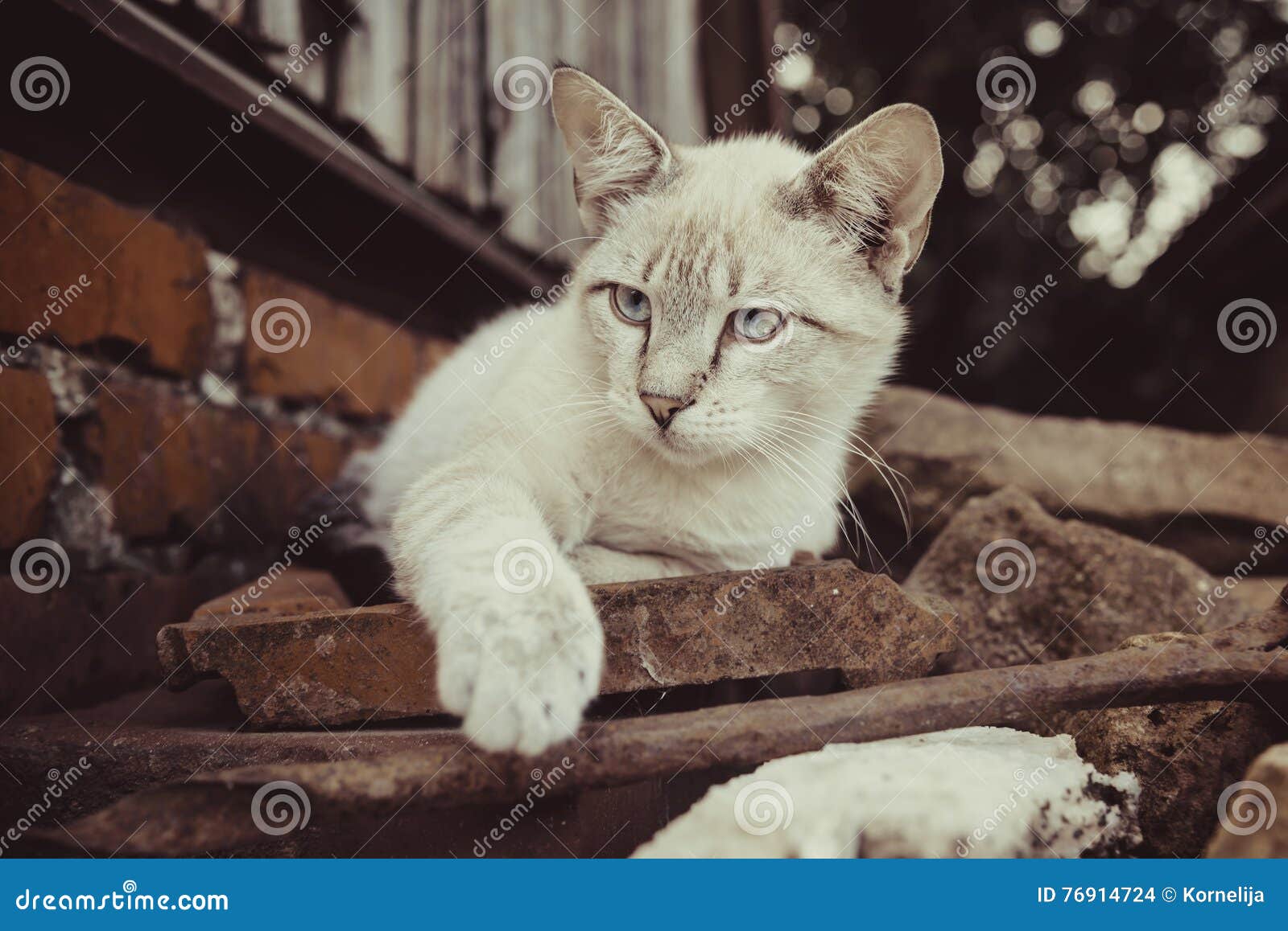 Gray-white cat outdoor stock photo. Image of head, closeup - 76914724