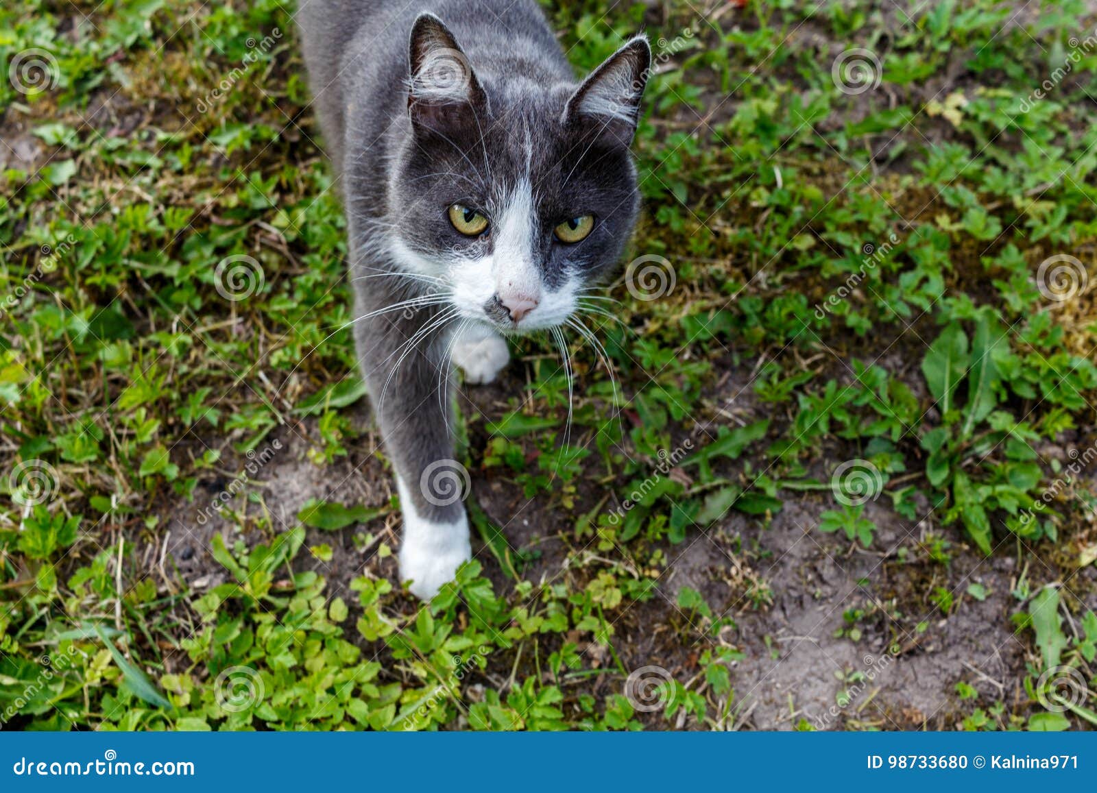 Gray with a White Cat Walking through the Green Grass in the Gar Stock ...