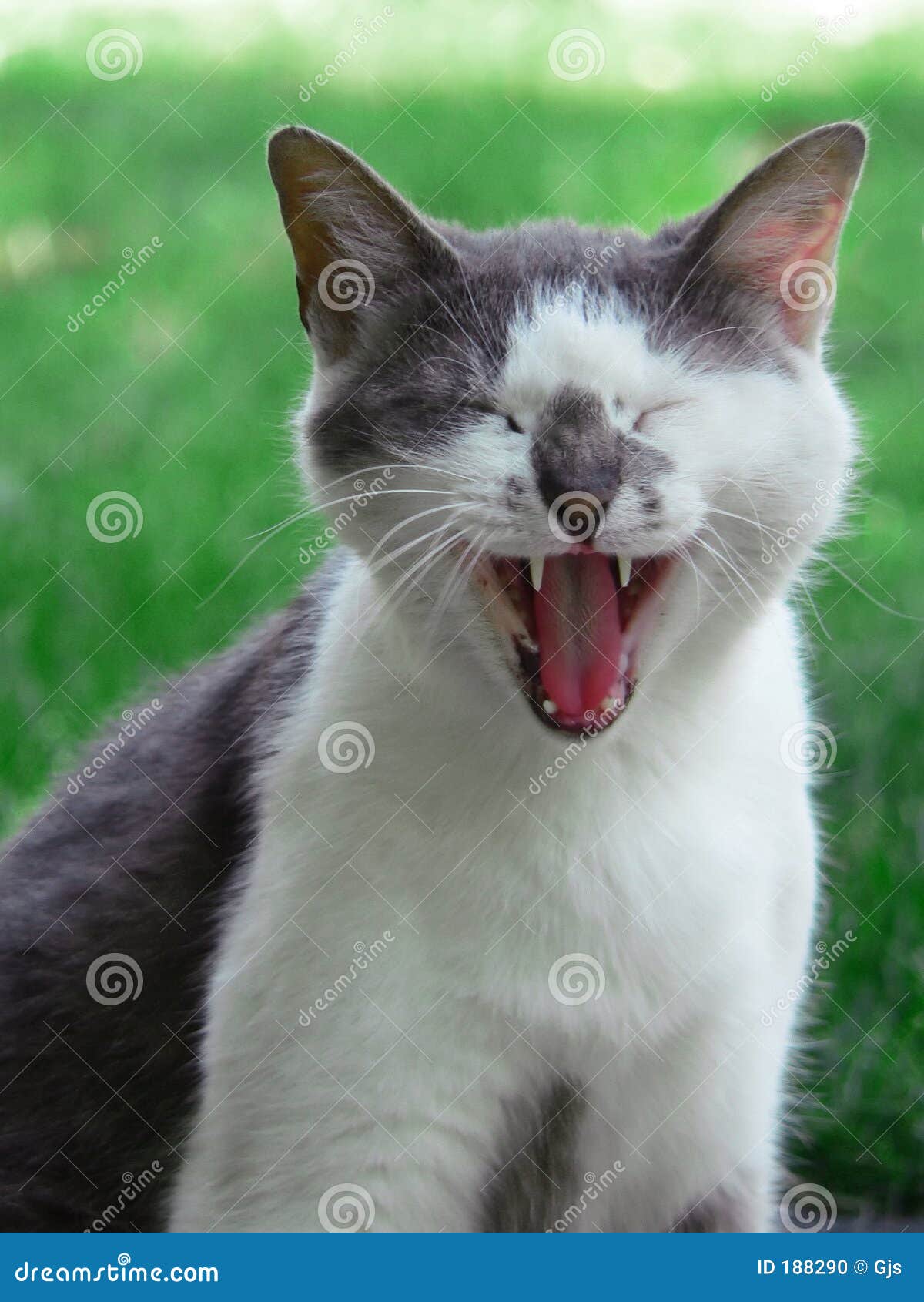 White Cat Laughing Cat Laughing GIF Cat Laughing Giggling Discover