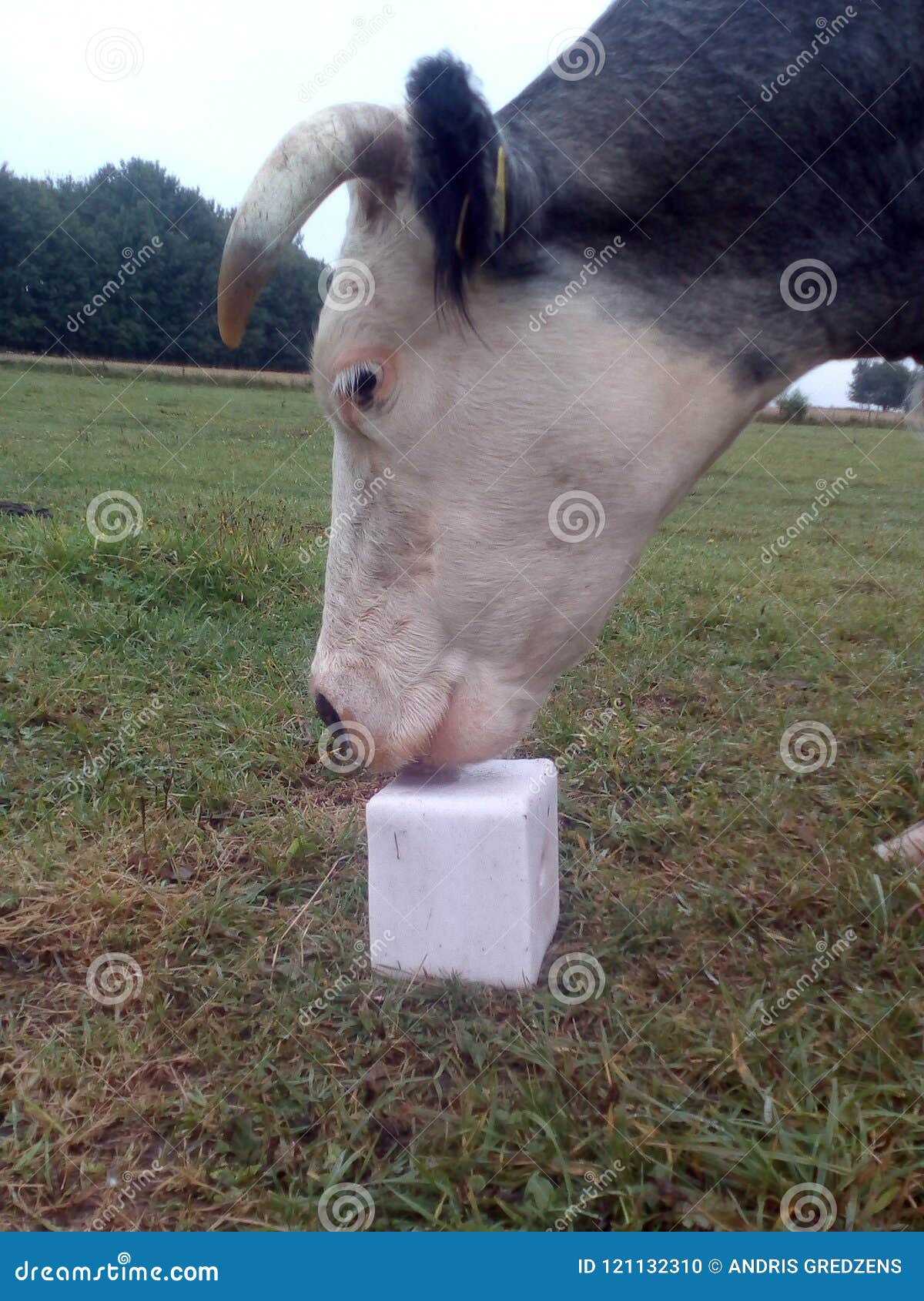 Cow licks salt stock photo. Image of gray, mammal, grass - 121132310