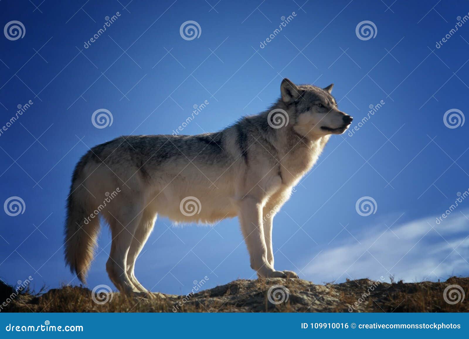 Gray And White Fox Standing On Brown Rock Field Picture. Image: 109910016
