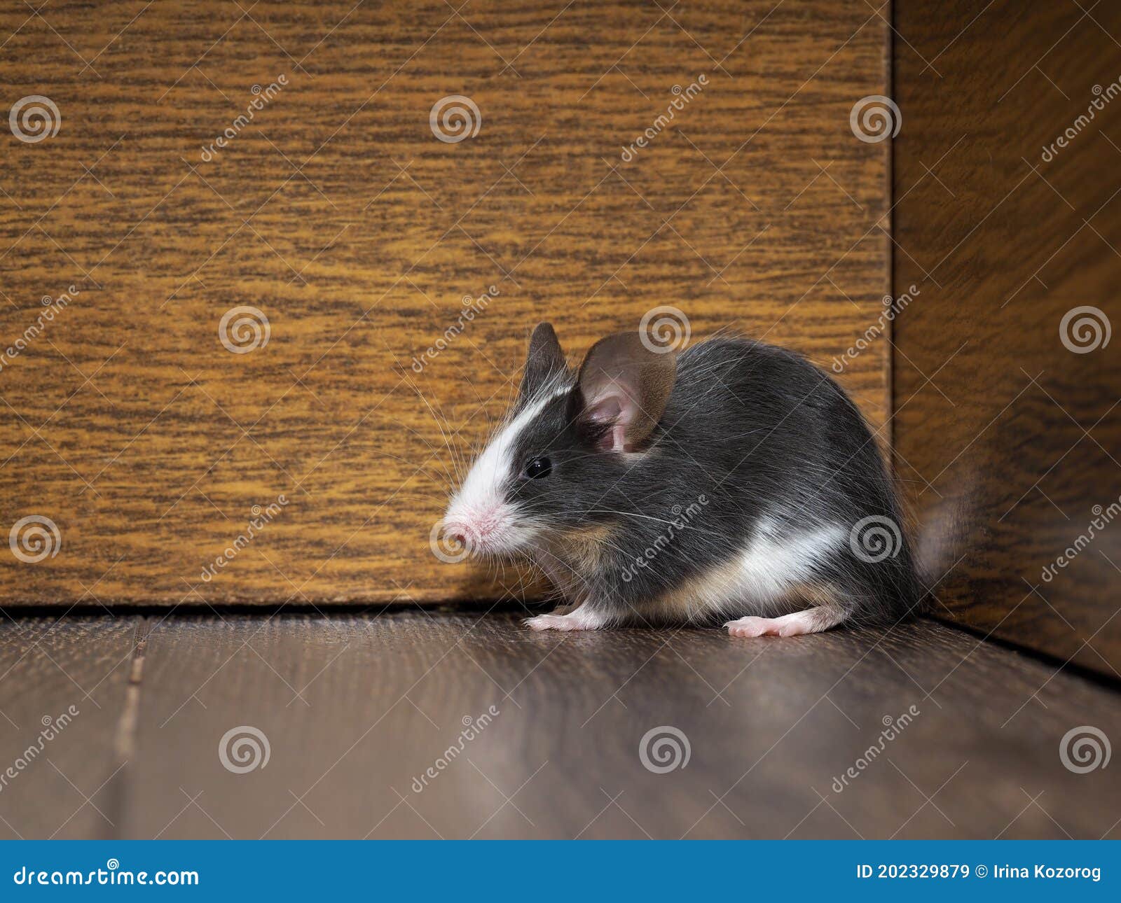 Gray-white Furry Mouse on the Floor in the Room Stock Image - Image of ...
