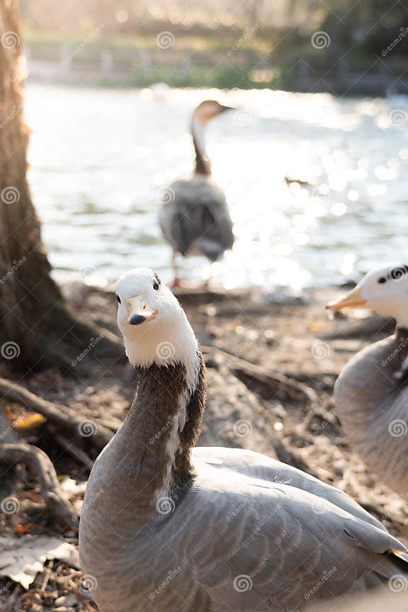 Gray and White Goose Looking at Camera Stock Image - Image of goose ...
