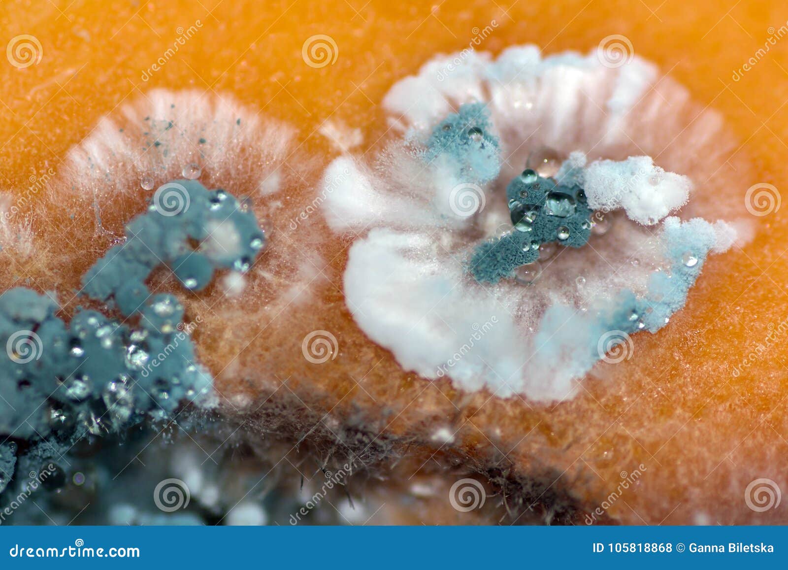 Gray and White Mold Appeared on a Spoiled Pumpkin, with Drops of Water ...