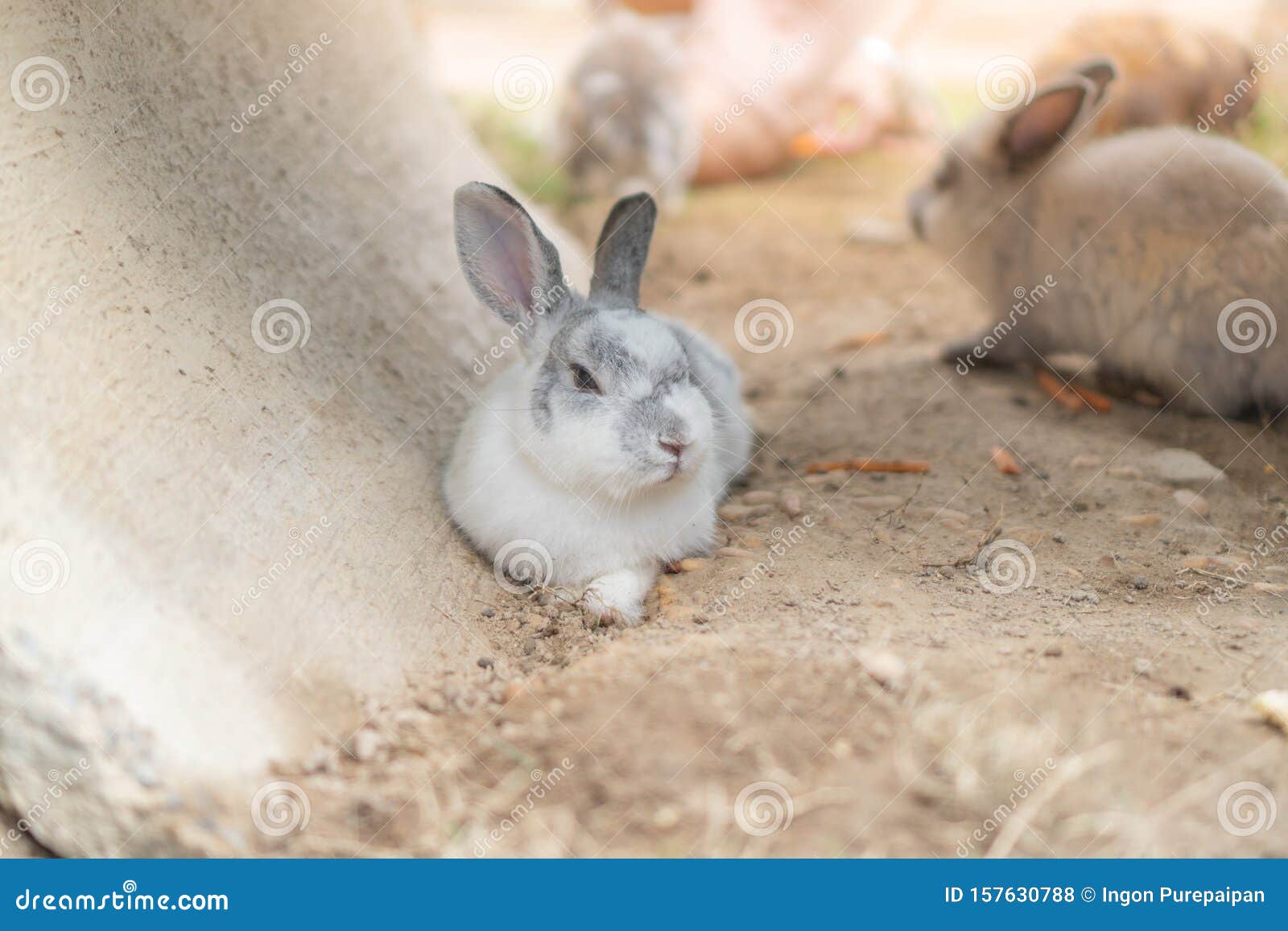 A Gray and White Rabbit Laying Down on the Ground and Leaning on the ...