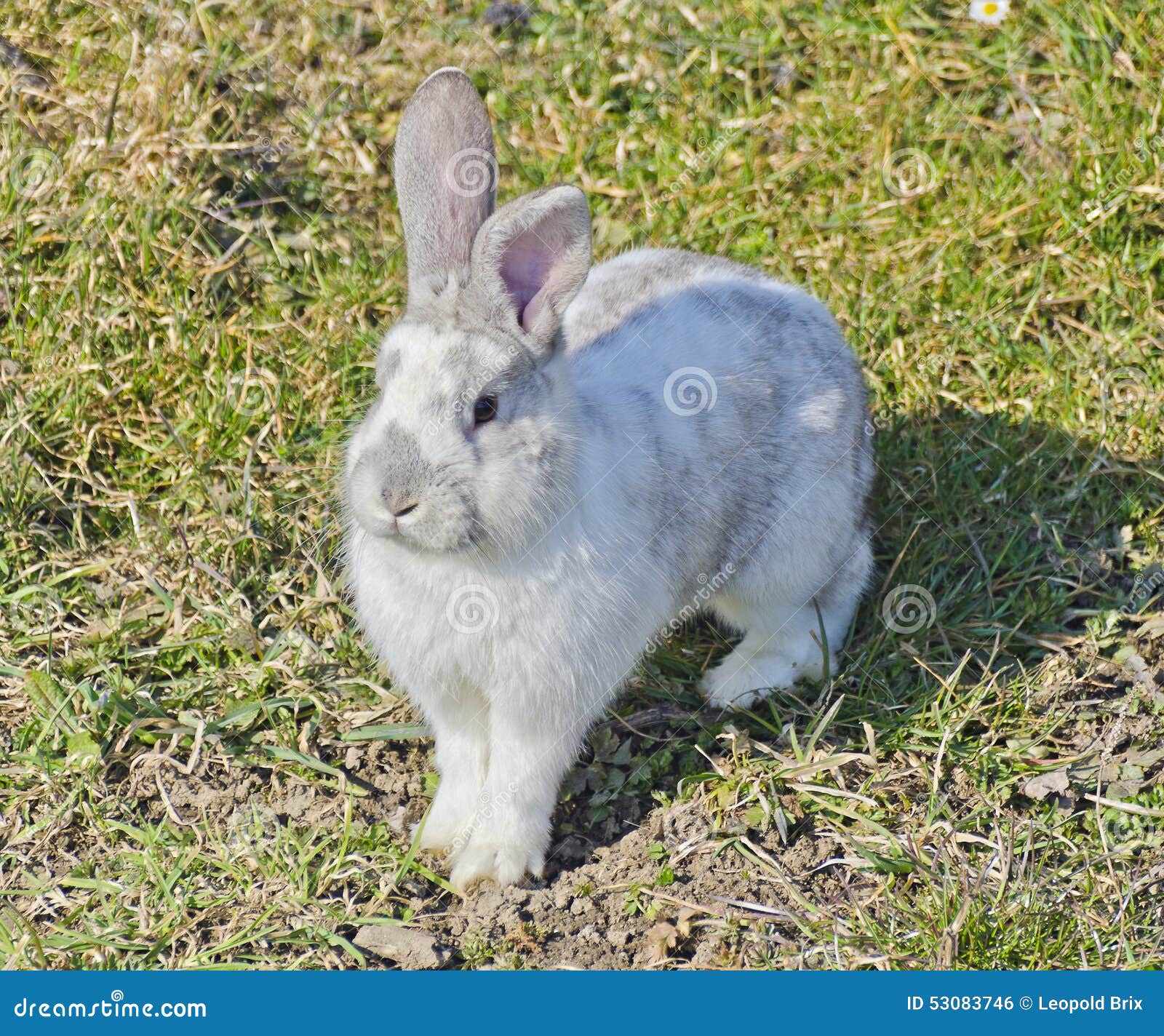 Gray-white rabbit stock photo. Image of rabbit, caress - 53083746
