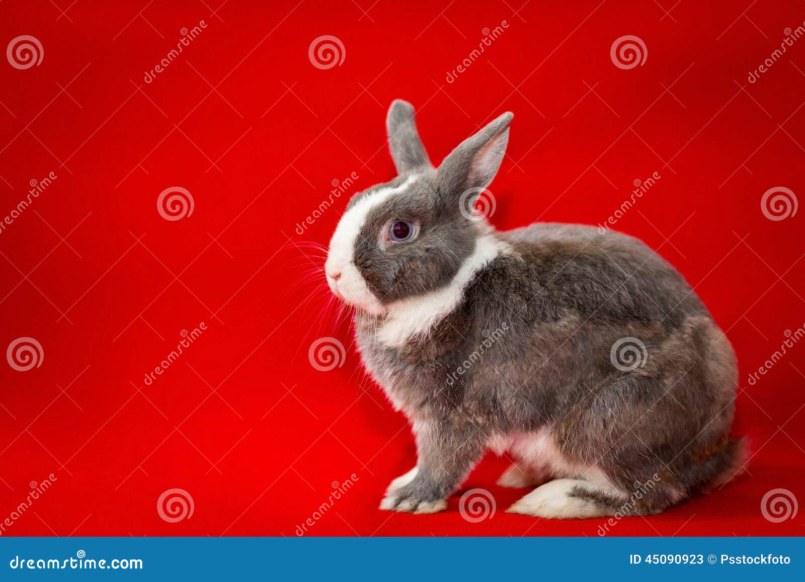 Gray and white rabbit stock image. Image of white, nature - 45090923