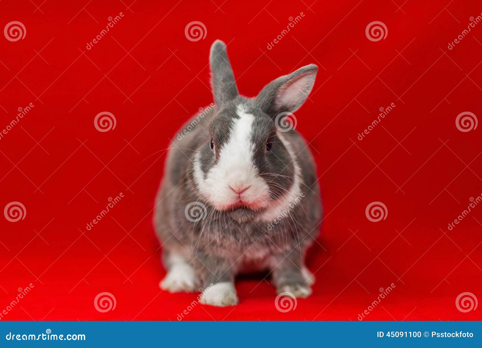 Gray and white rabbit stock photo. Image of easter, fluffy - 45091100