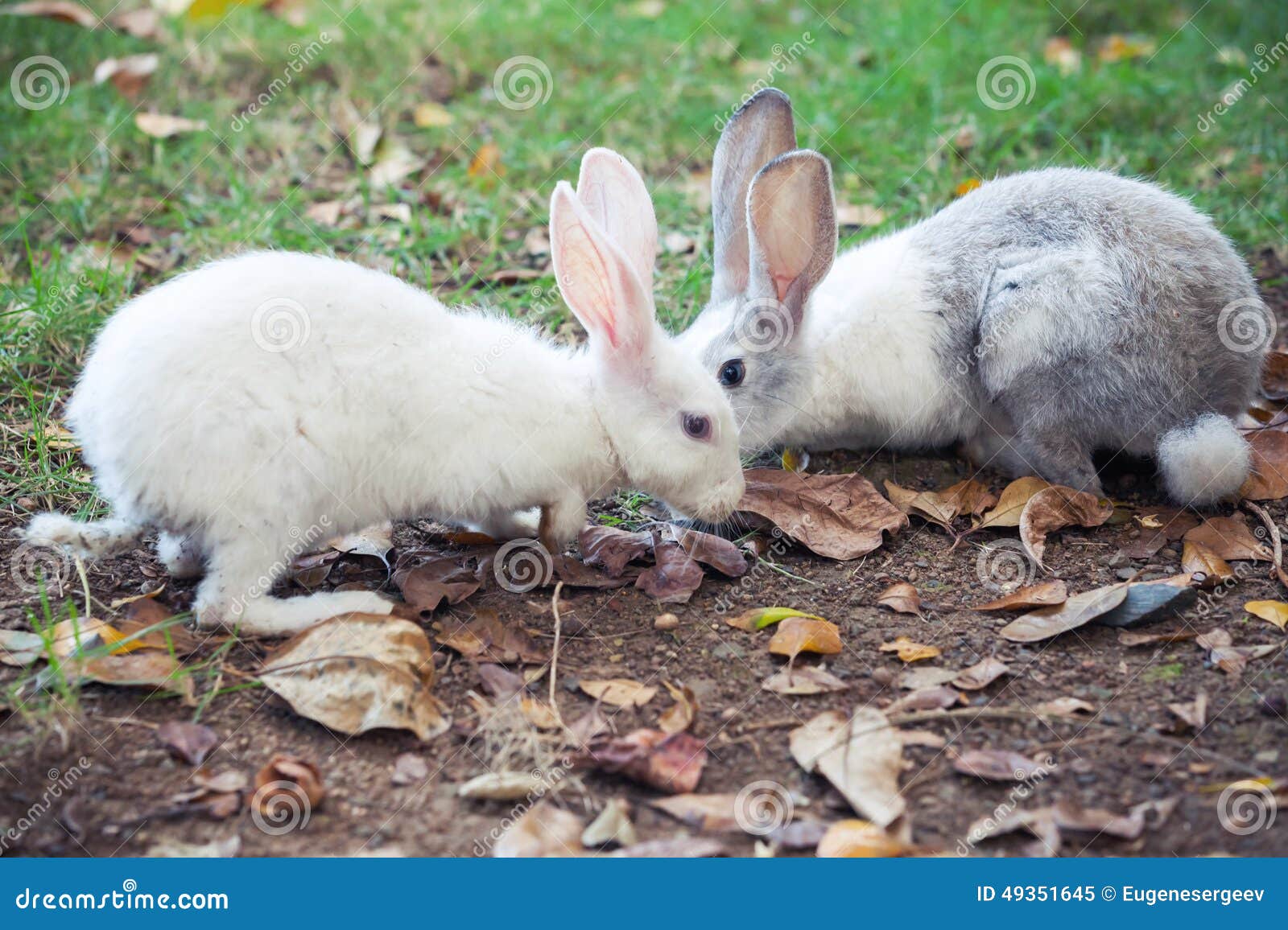 Gray and White Rabbits on Green Grass Stock Image - Image of couple ...