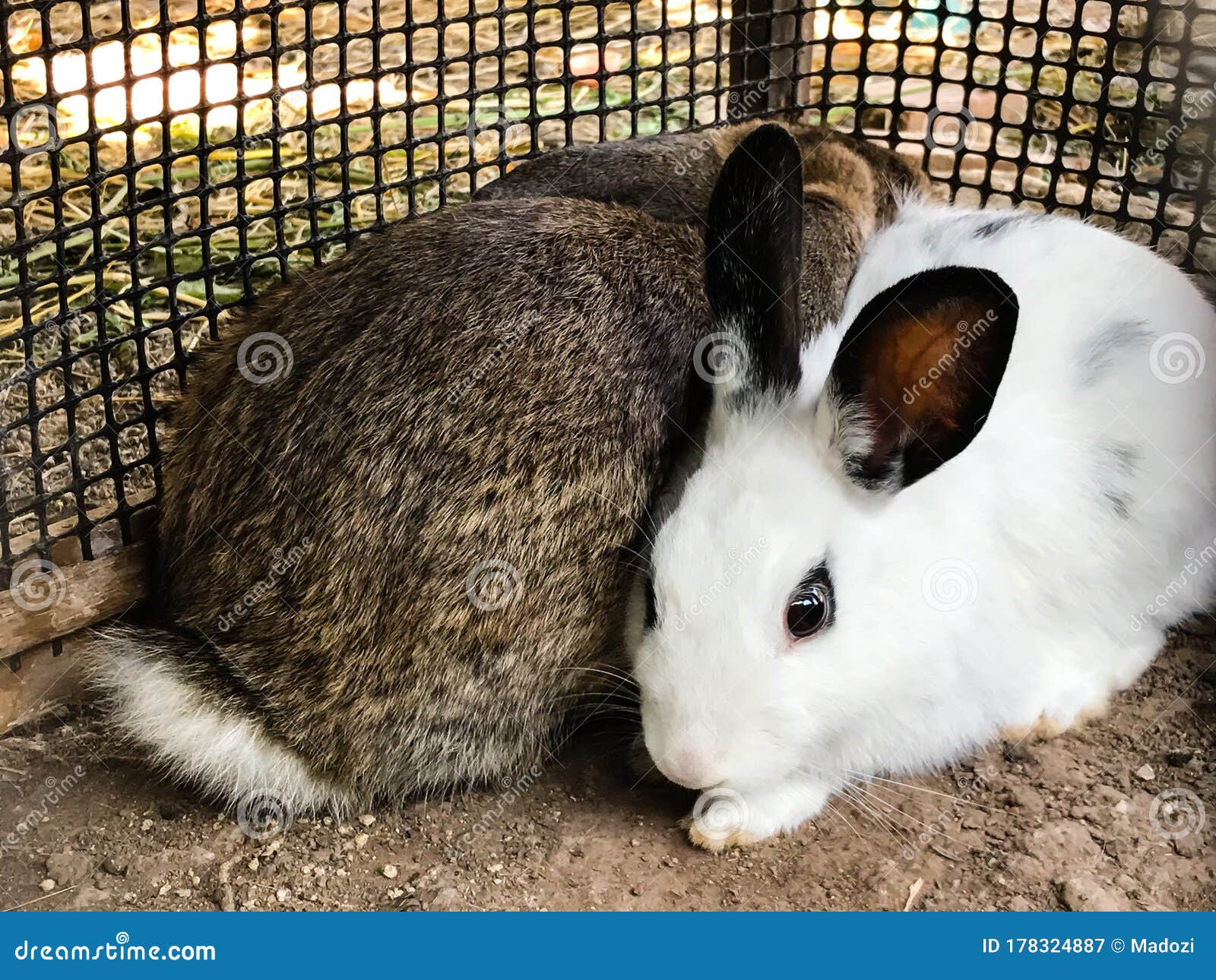 Gray and White Rabbits in the Rabbit Barn Stock Image - Image of look ...
