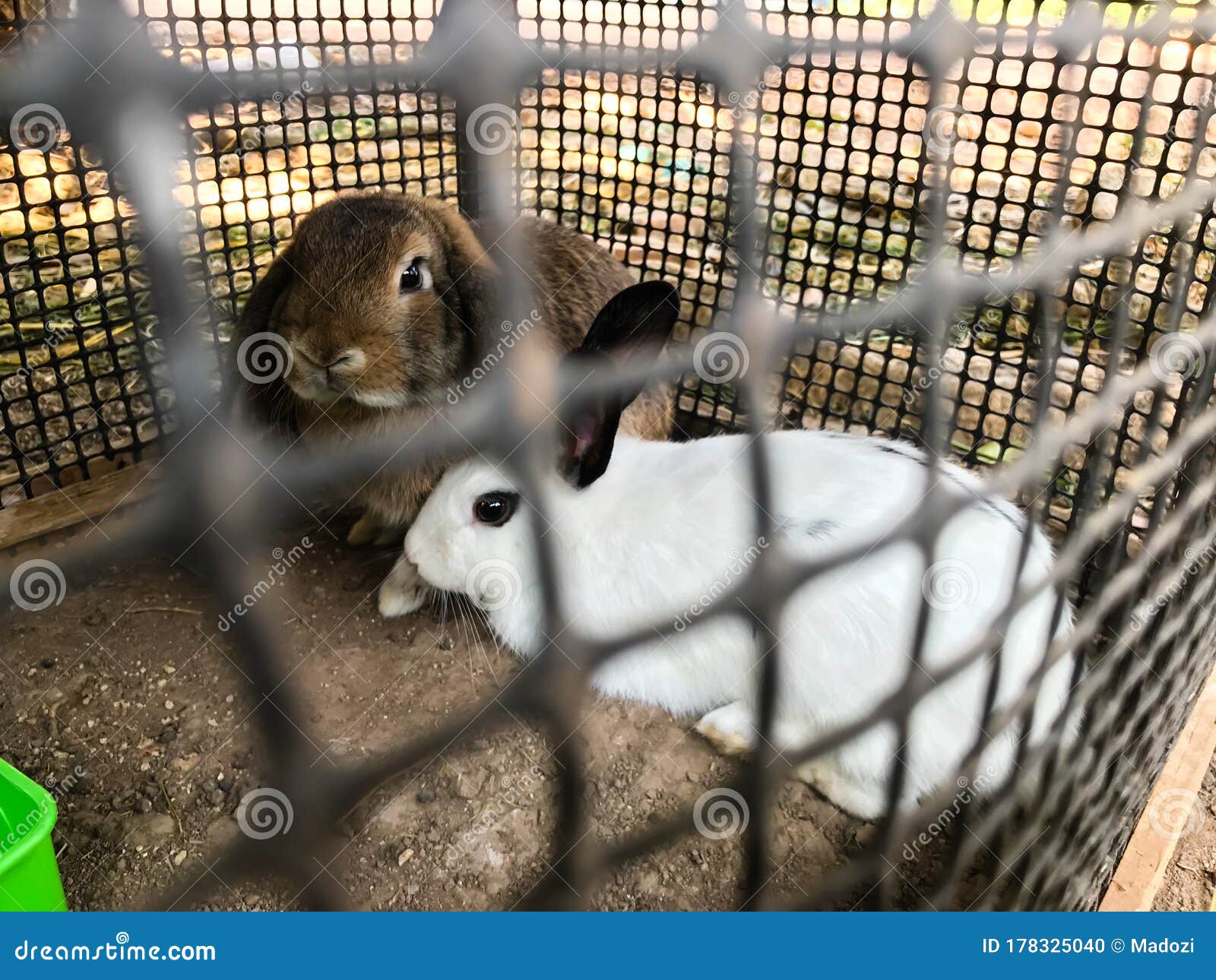 Gray and White Rabbits in the Rabbit Barn Stock Photo - Image of nature ...