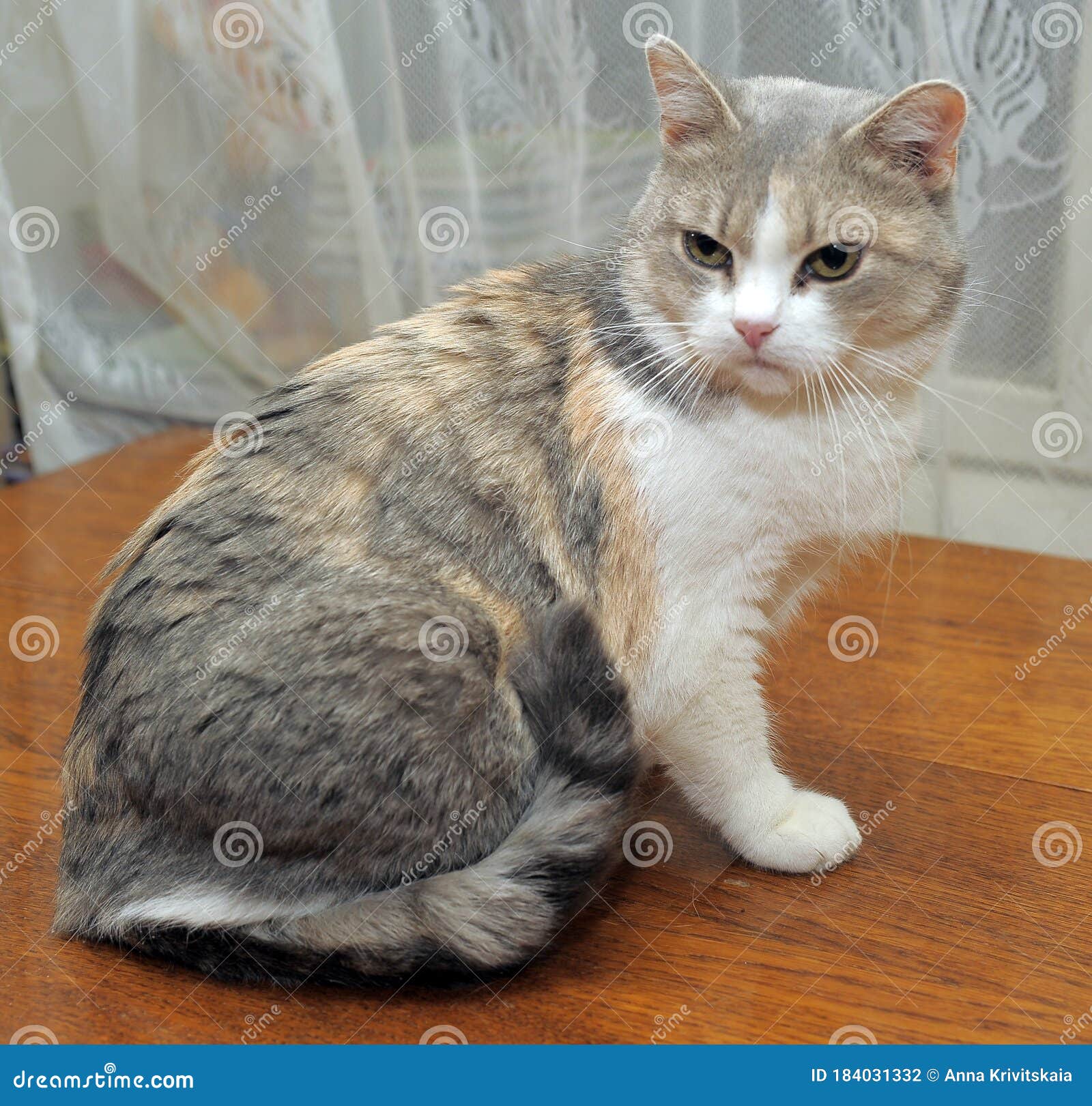 Gray with White and Red Fat Plump Cat Stock Photo - Image of displeased ...