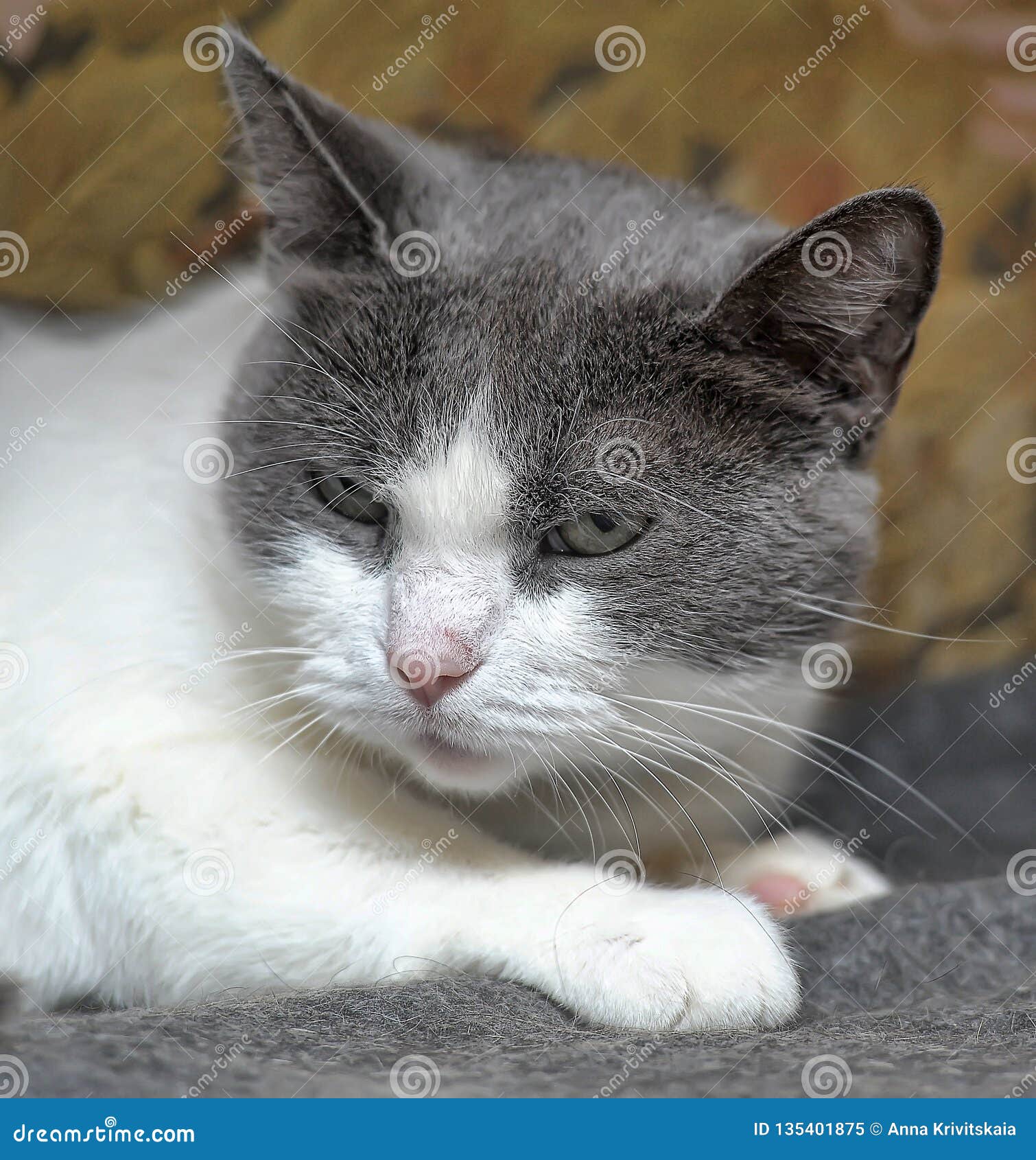 Gray with white sad cat stock image. Image of portrait - 135401875