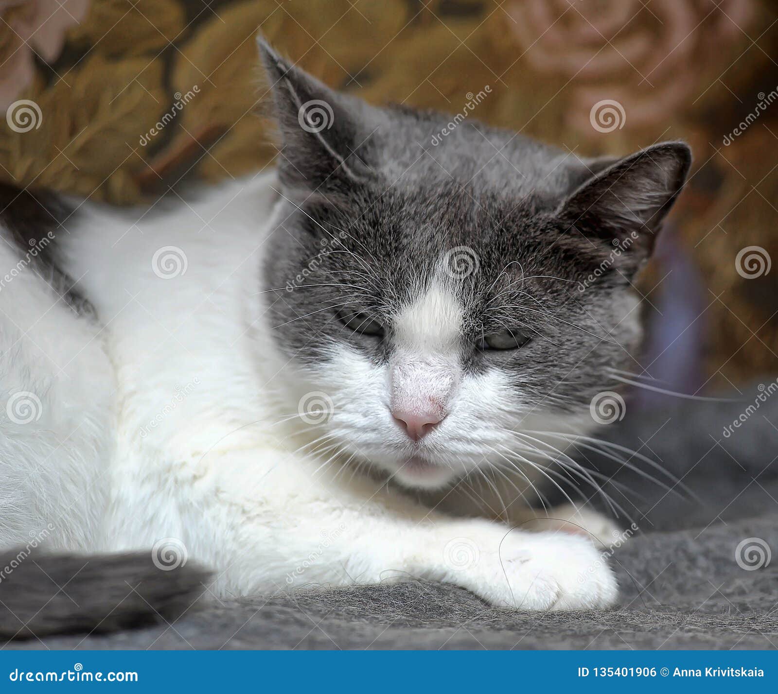 Gray with white sad cat stock photo. Image of calm, brown - 135401906